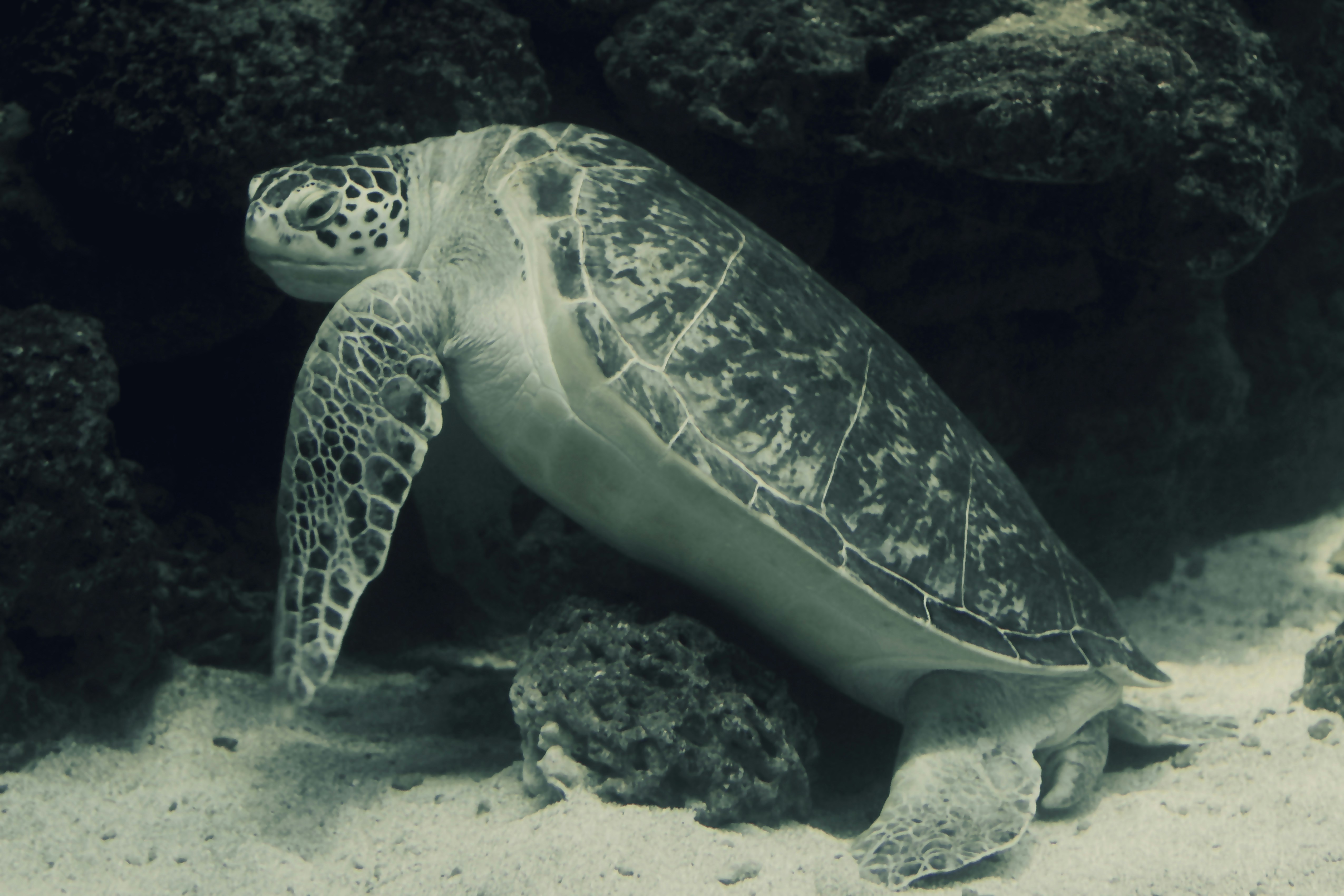 Green sea turtle gracefully navigating through a coral reef environment, showcasing its intricate shell patterns. The serene underwater scene highlights the beauty of marine life.