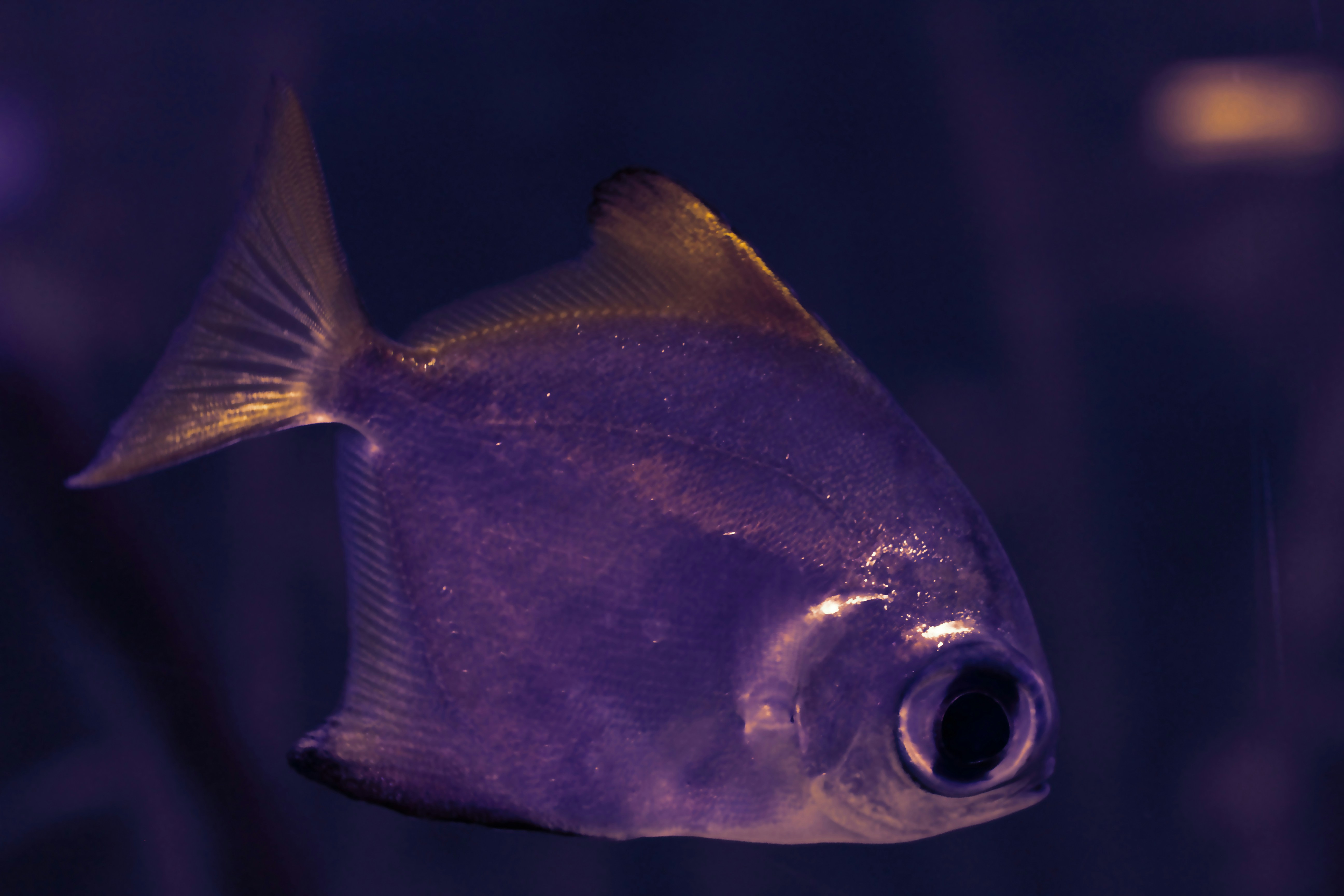 Fisch Photos | Télécharger des images gratuites sur Unsplash