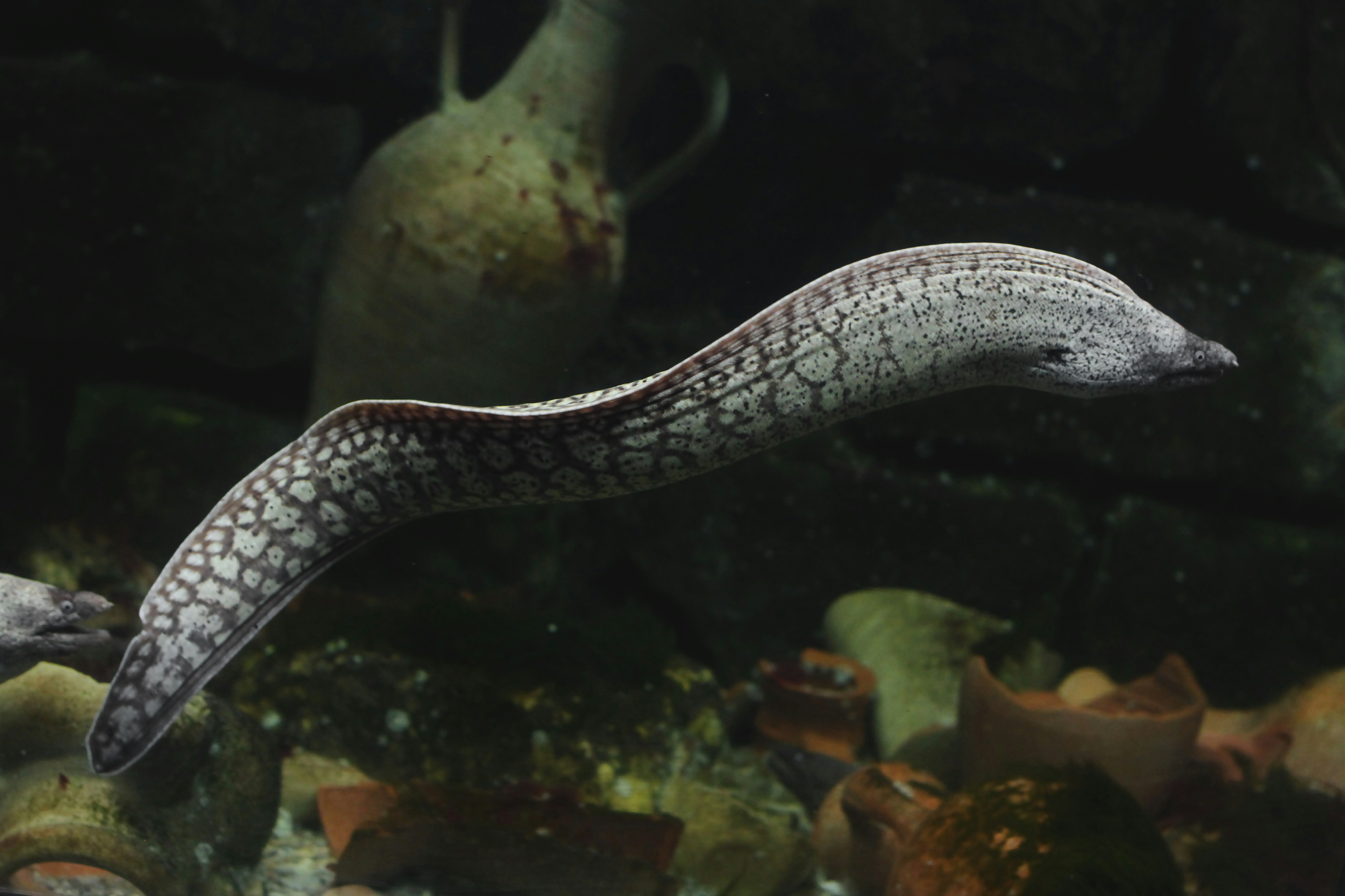 A moray eel swims elegantly through the water, showcasing its intricate patterns against a backdrop of submerged artifacts.