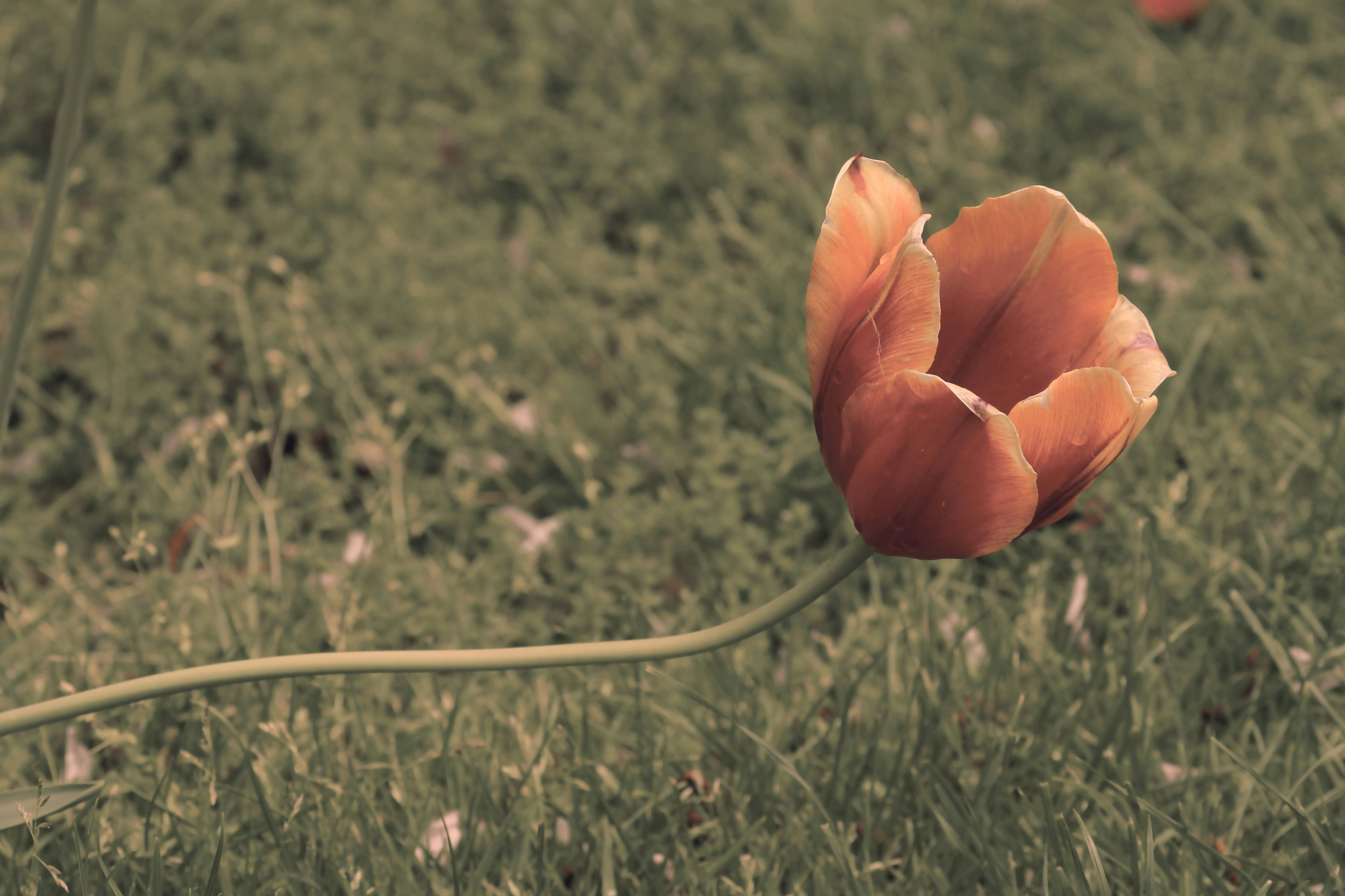 Amber Tulip Against a Quiet Meadow: Curved Stem in Warm Backlight