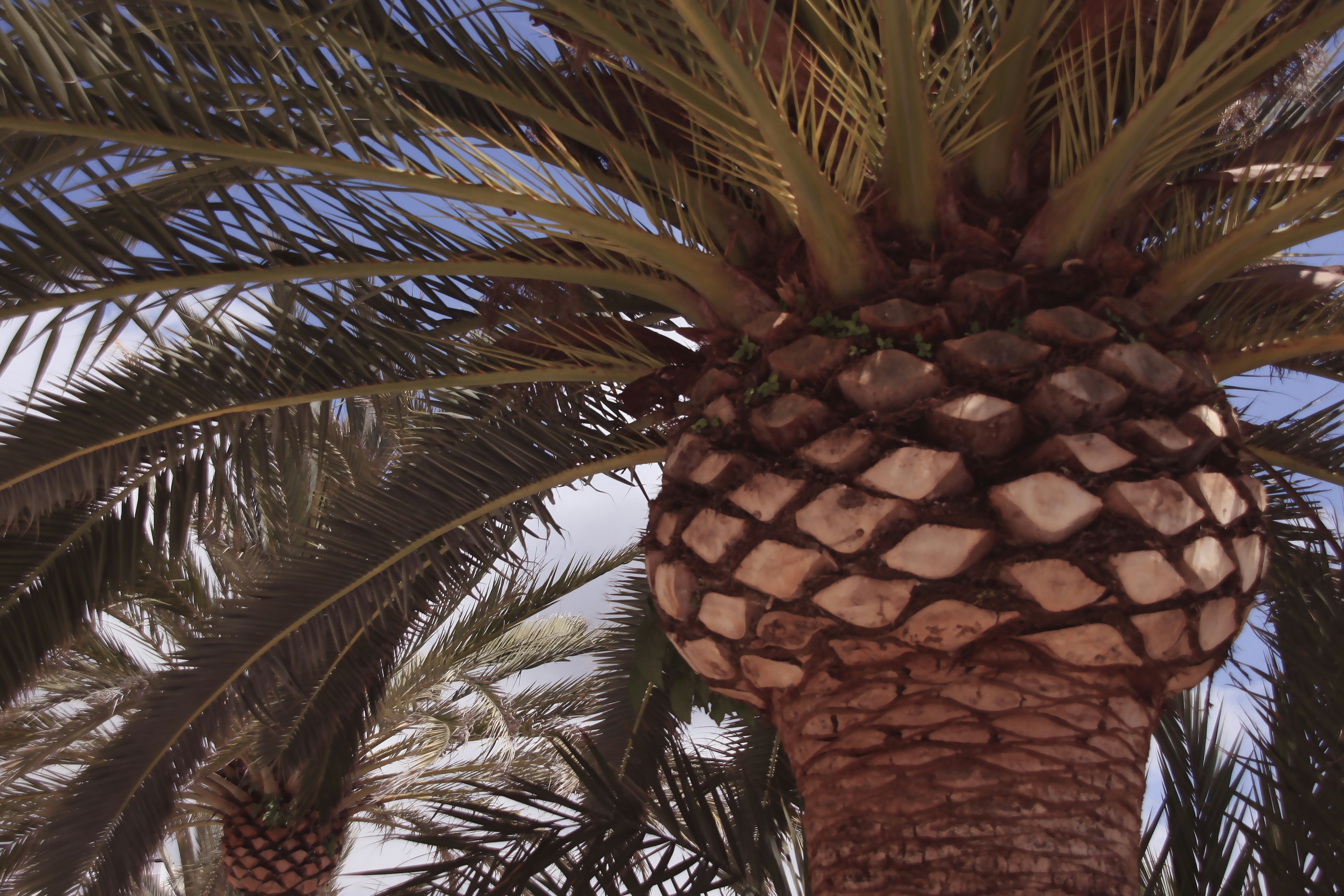 Diamond-scale Palm Trunk Reaches into a Bright Blue Sky