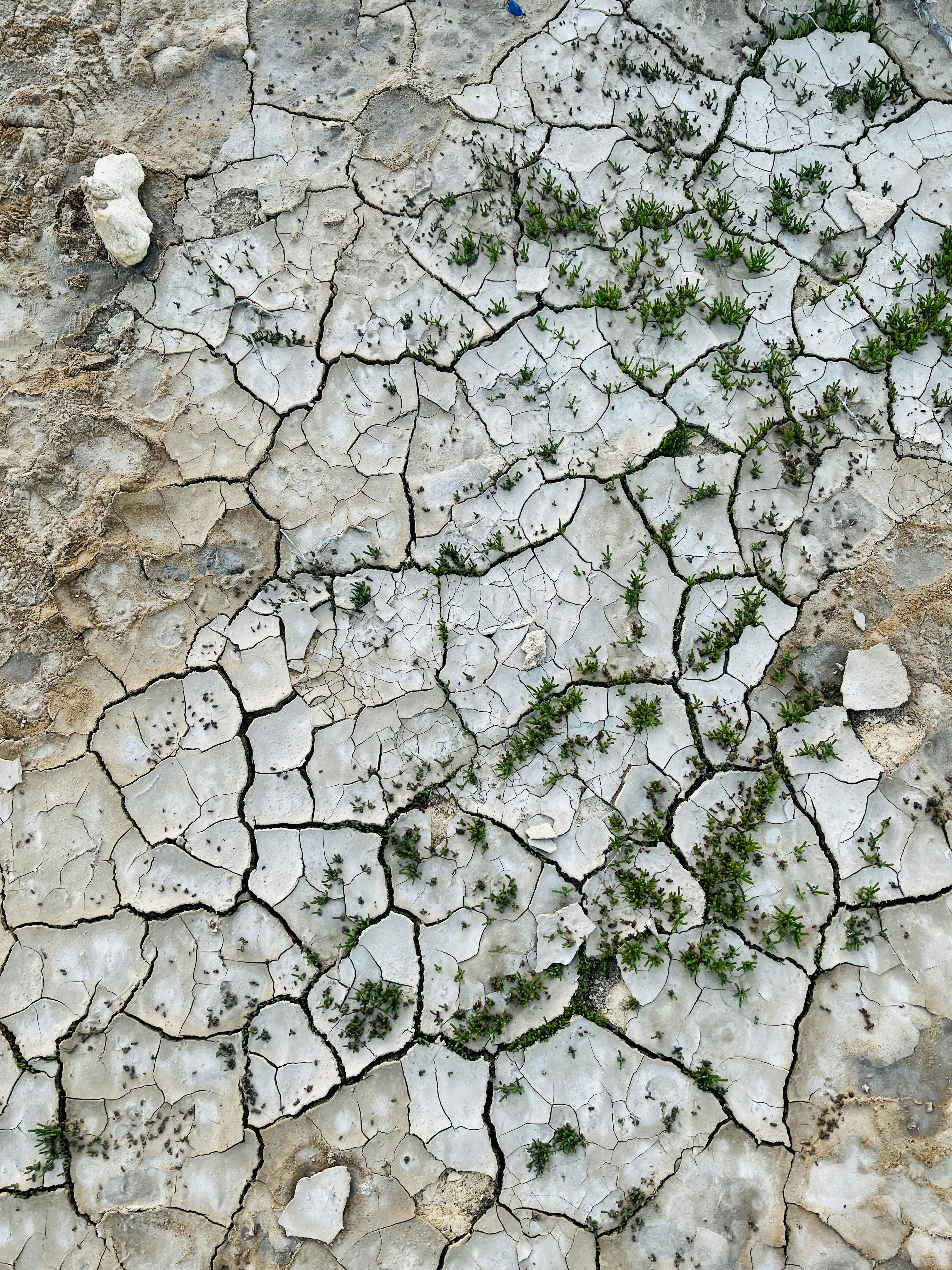 A patch of grass growing out of a crack in the ground photo – Free Al ...