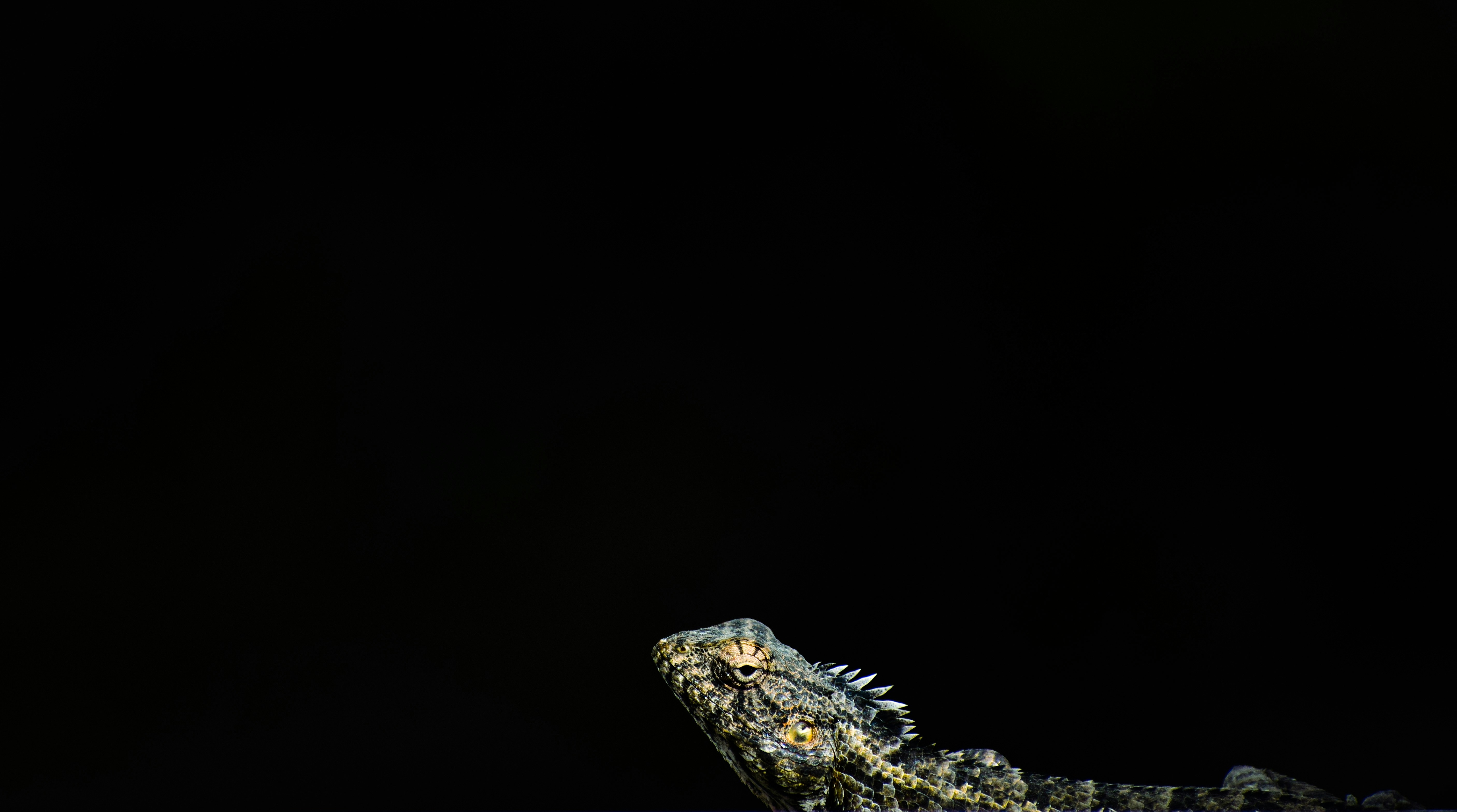 A close-up of a lizard's head against a dark background, showcasing its intricate textures and alert expression.