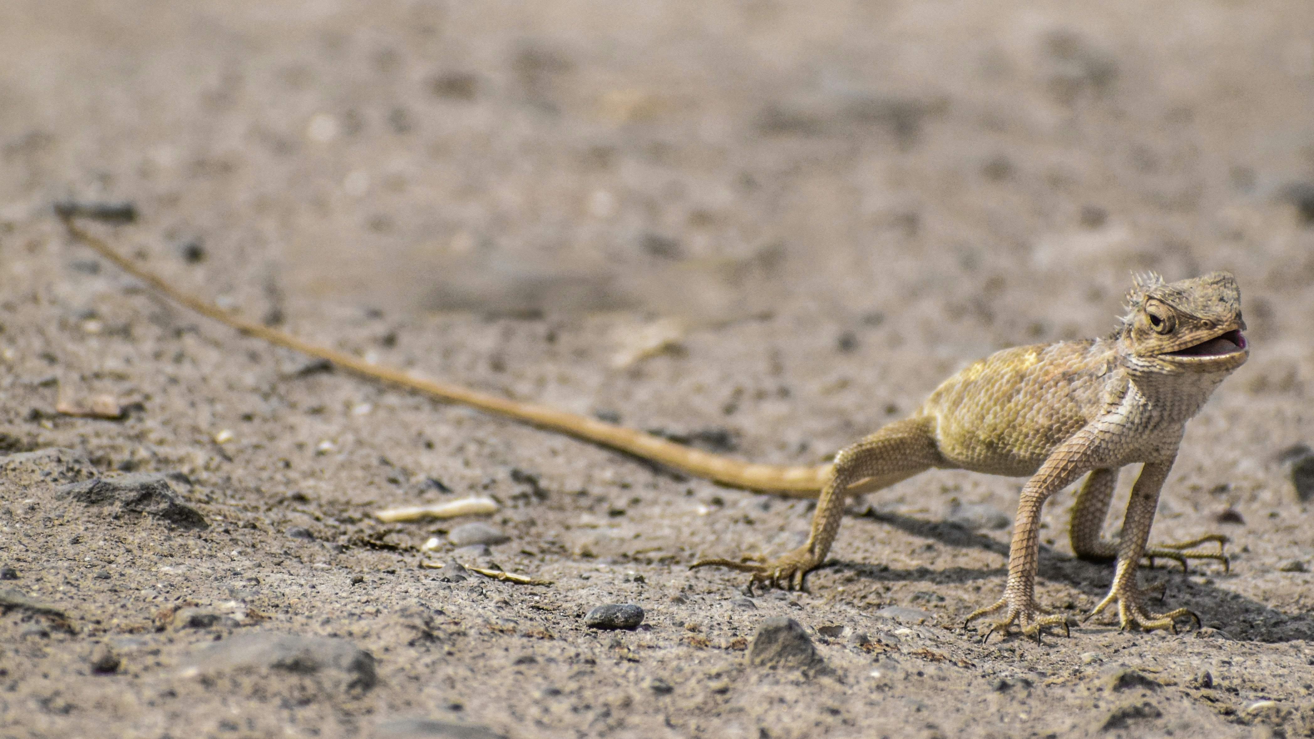 Dune Sentinel: A Sand Lizard Surveying the Quiet Plain