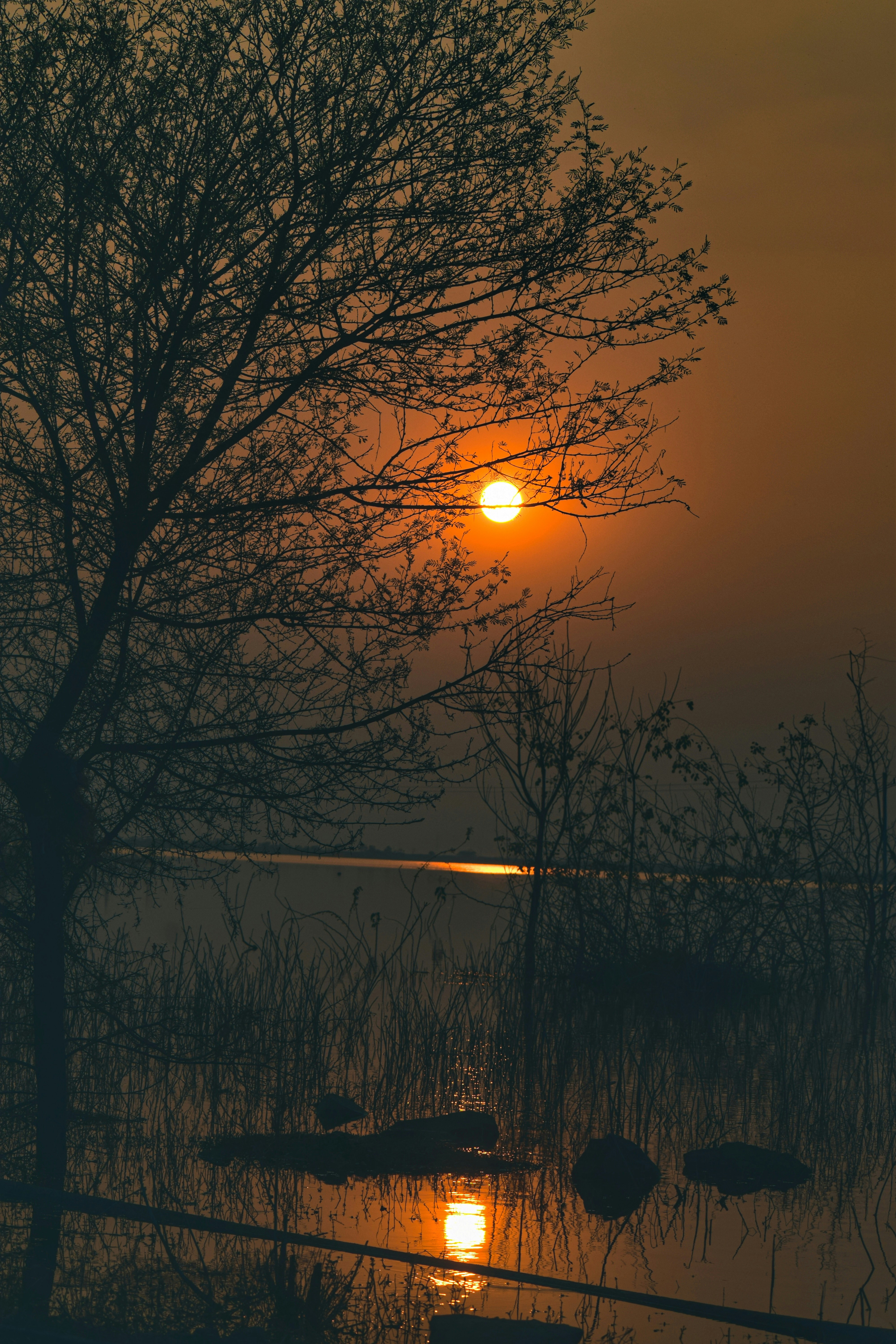Silhouette of a tree against a glowing sunset, with reflections shimmering on the water's surface. The scene evokes a serene atmosphere.