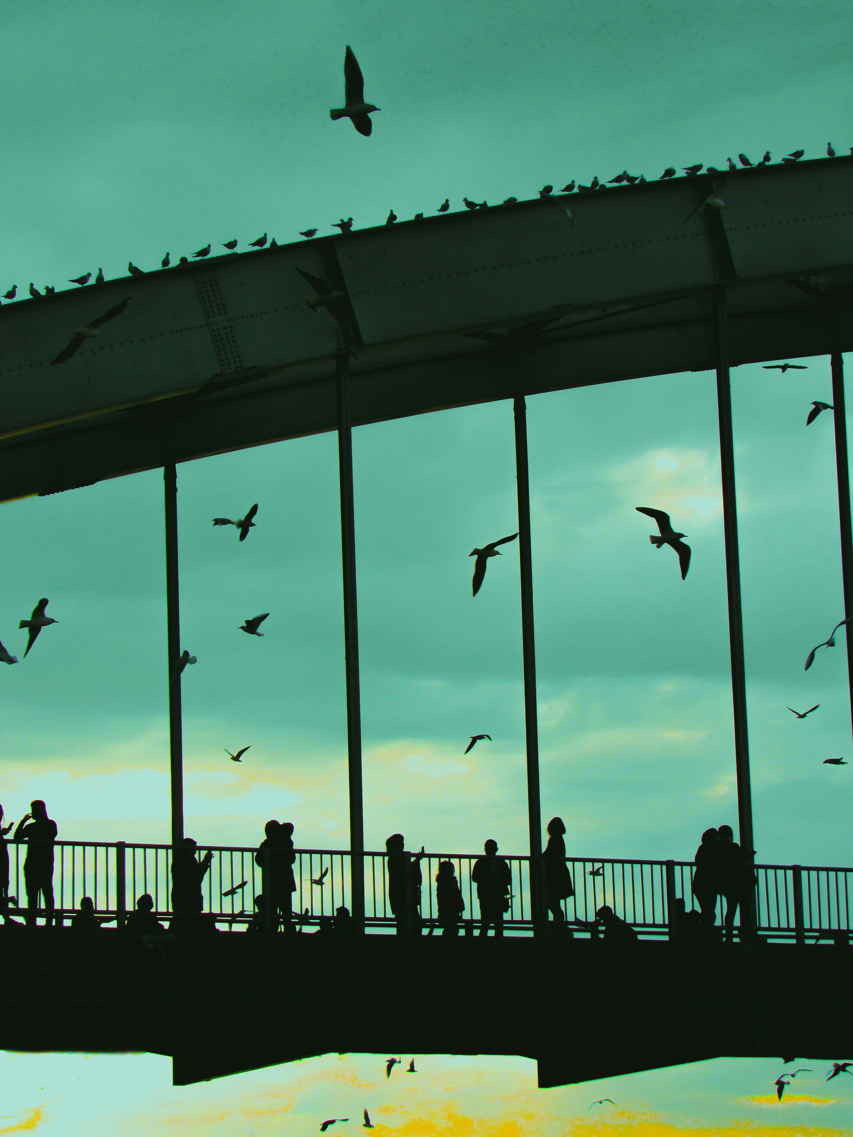 A flock of birds flying over a bridge photo – Free Iran Image on Unsplash