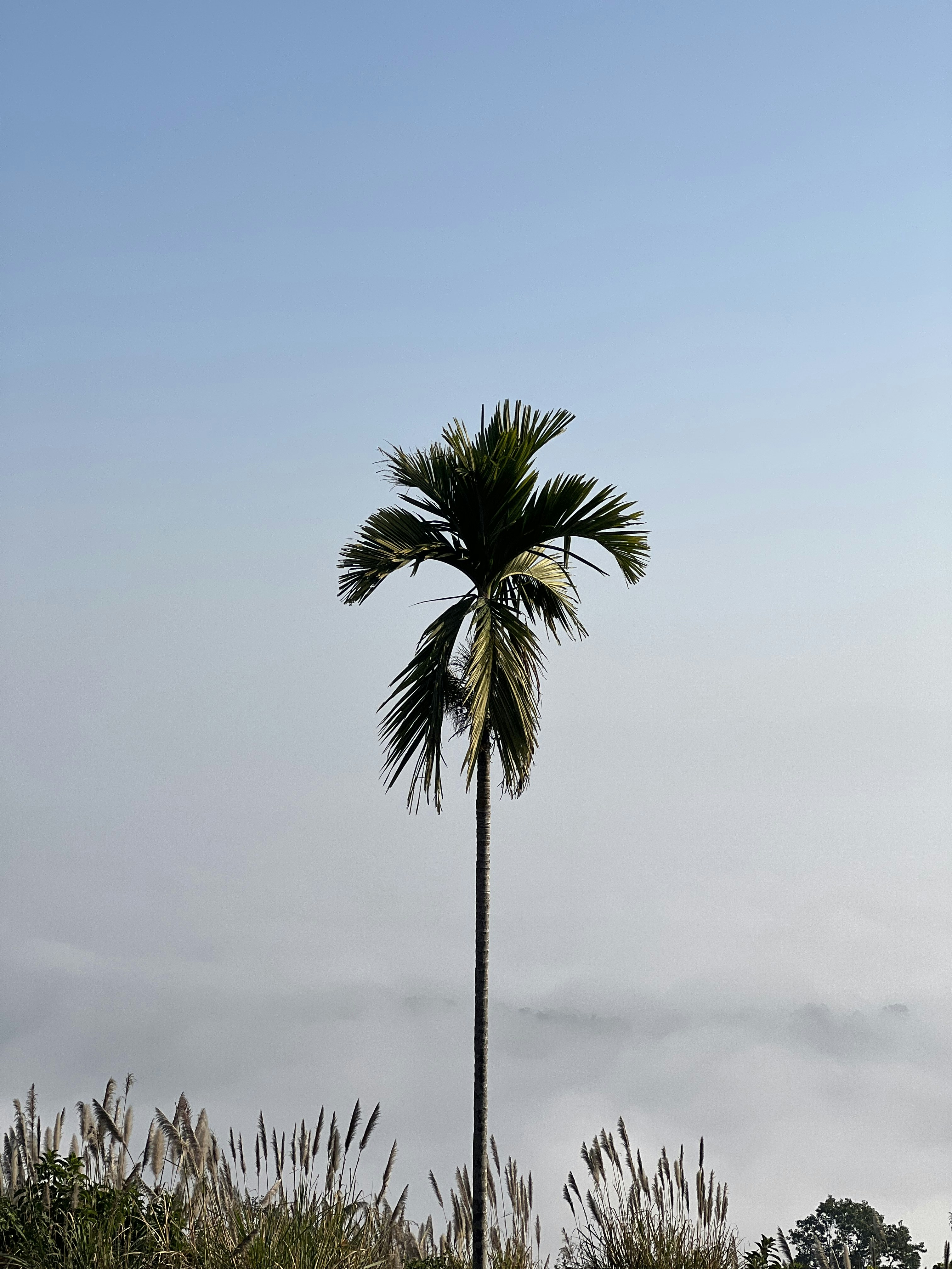 Lone Palm Above a Sea of Clouds