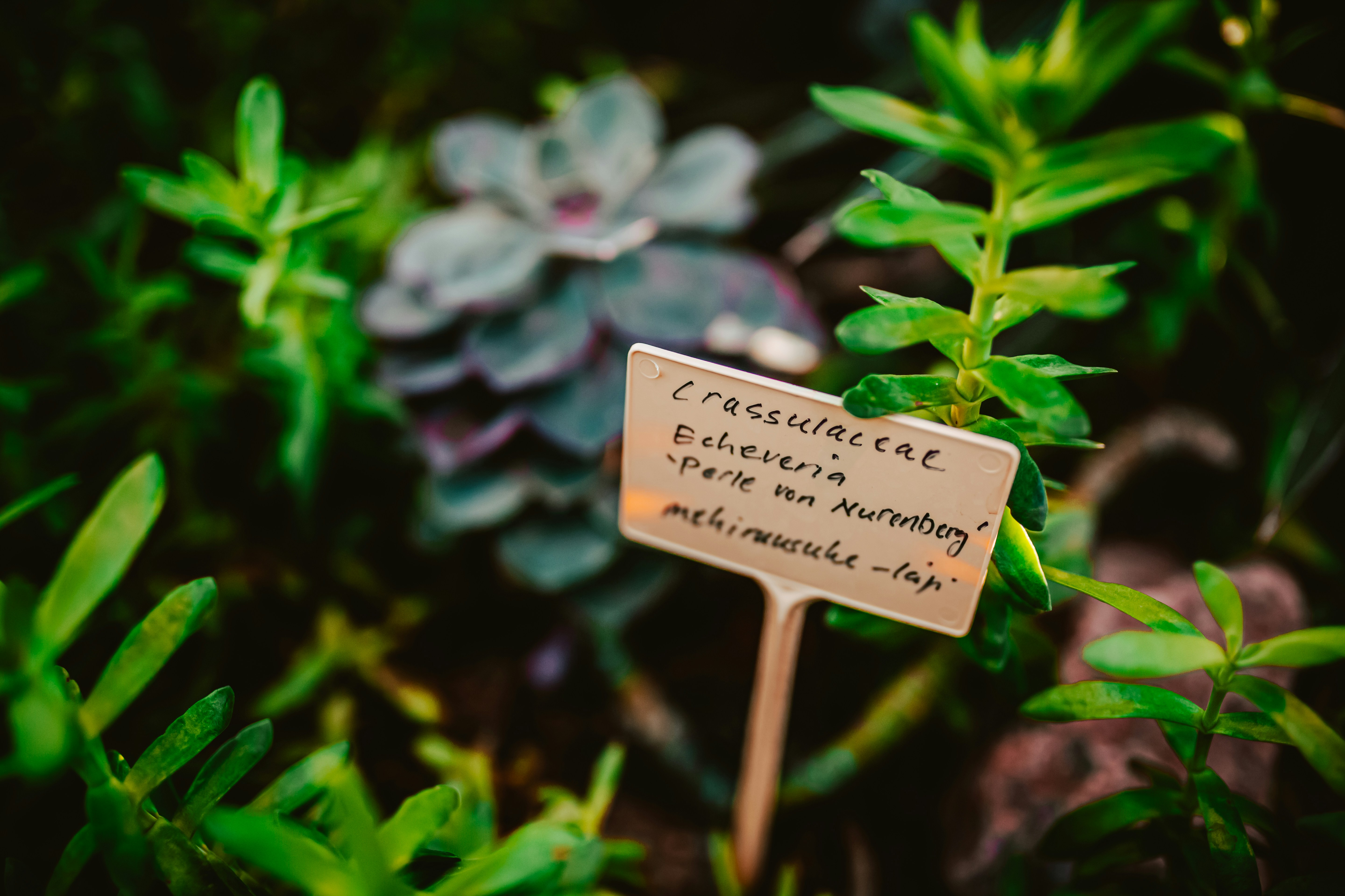 Whispered Label Among Velvet Succulent Rosettes