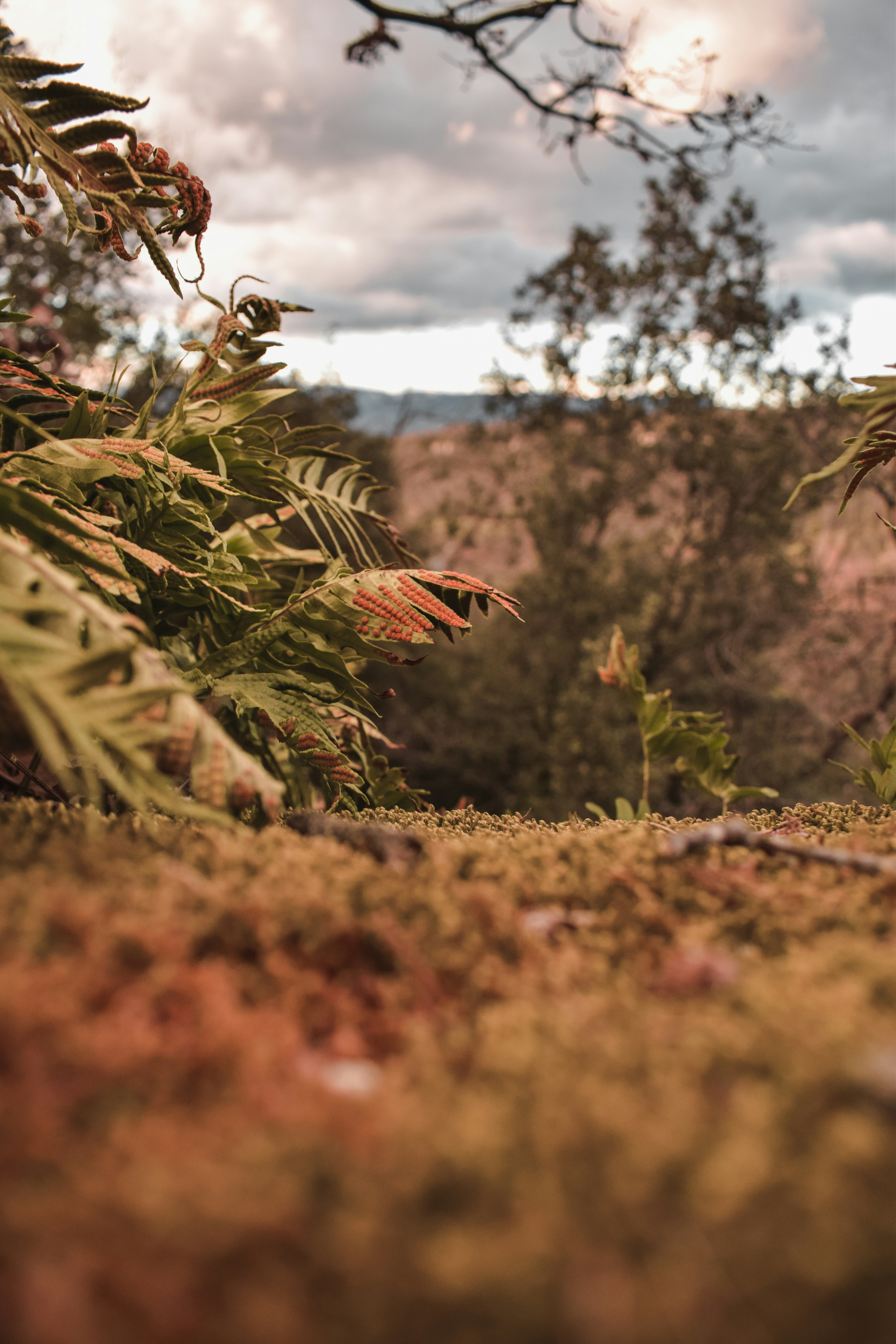 Amber-tinged Ferns Guard a Quiet Moor at Dusk