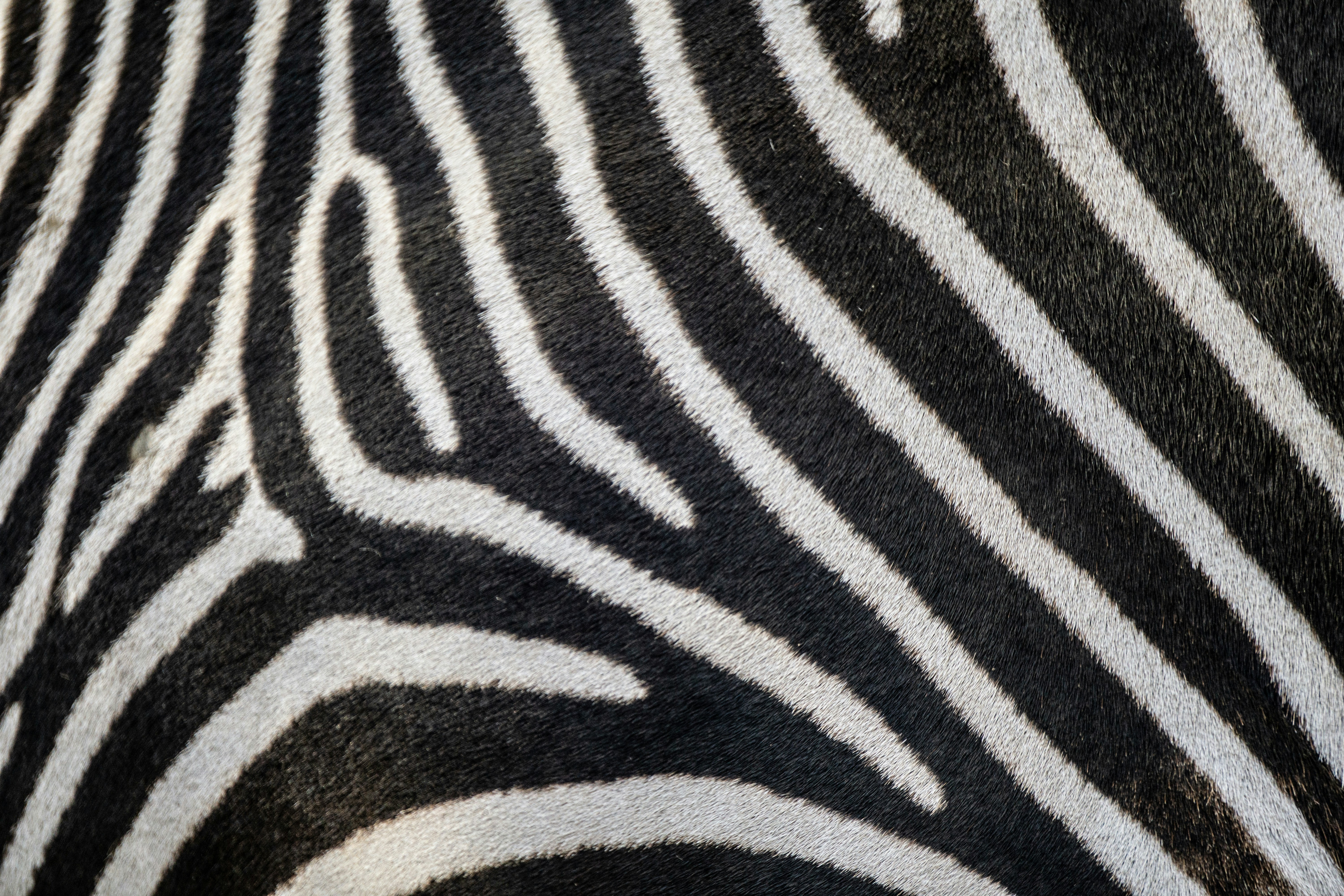 Zebra Pattern Pictures | Download Free Images on Unsplash