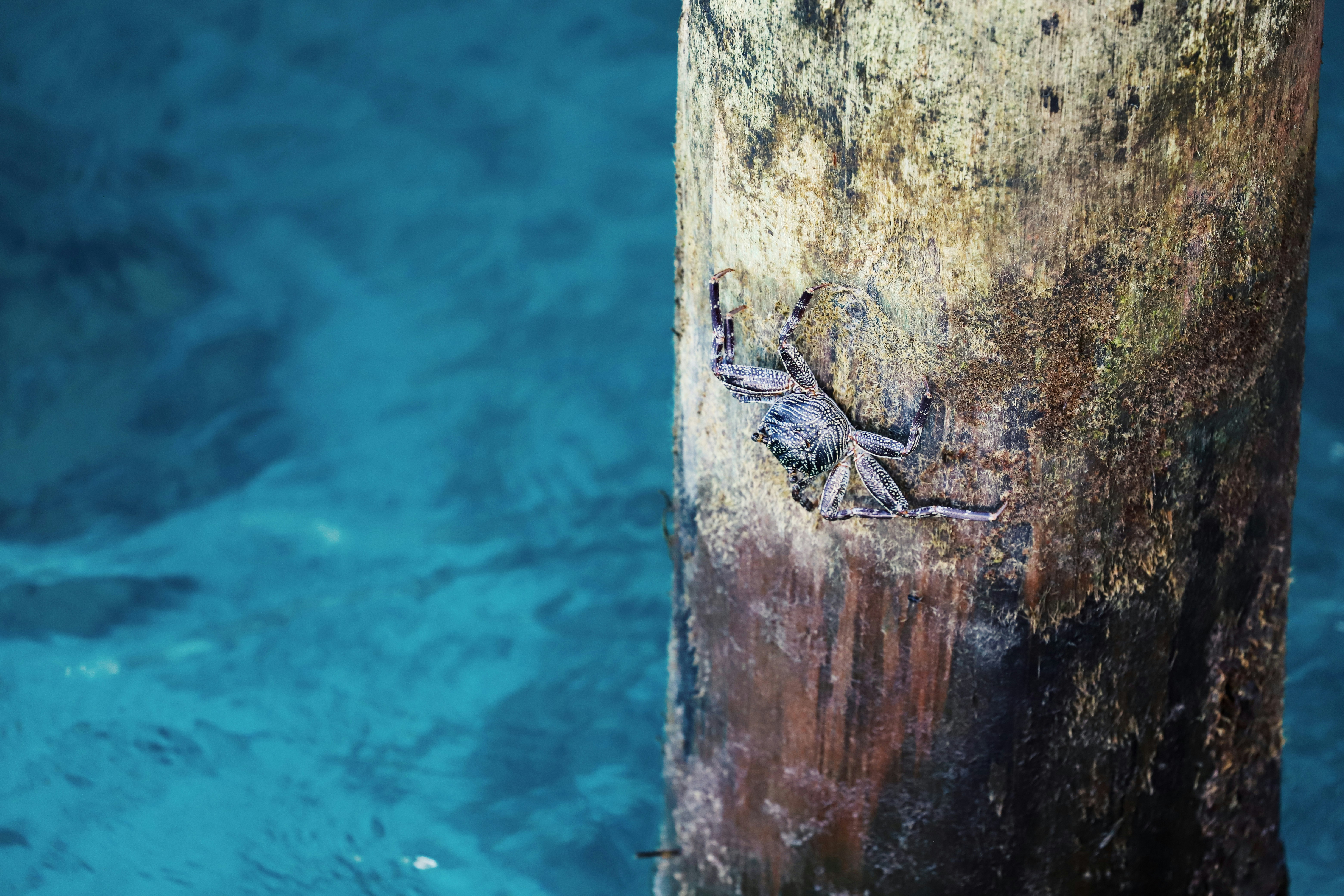 Lizard on a Weathered Post Beside Turquoise Waters