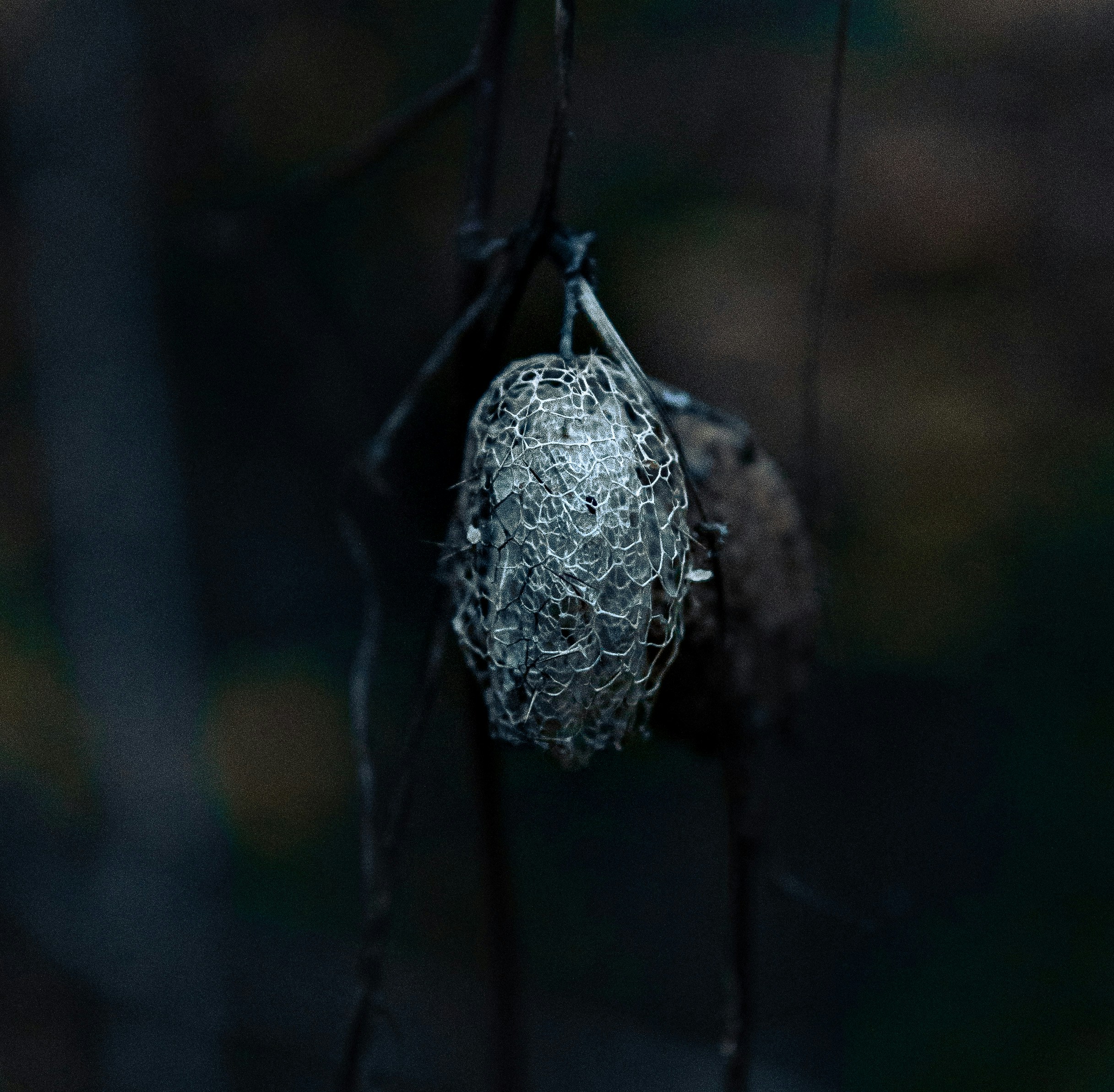 Delicate, abandoned nest suspended from a branch, showcasing intricate textures against a blurred forest backdrop.