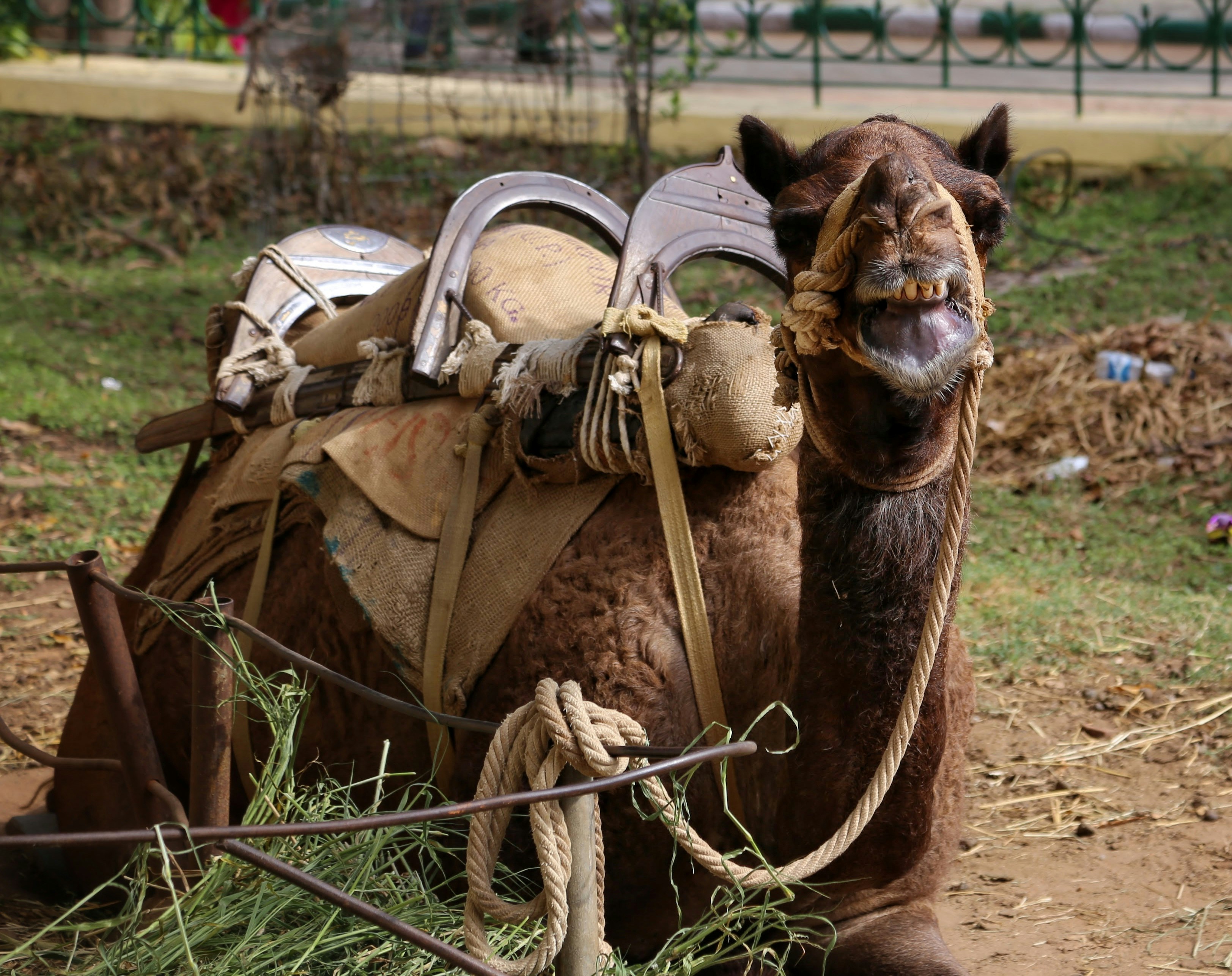 Foto Un camello con una silla de montar en la espalda – Imagen Mysore ...