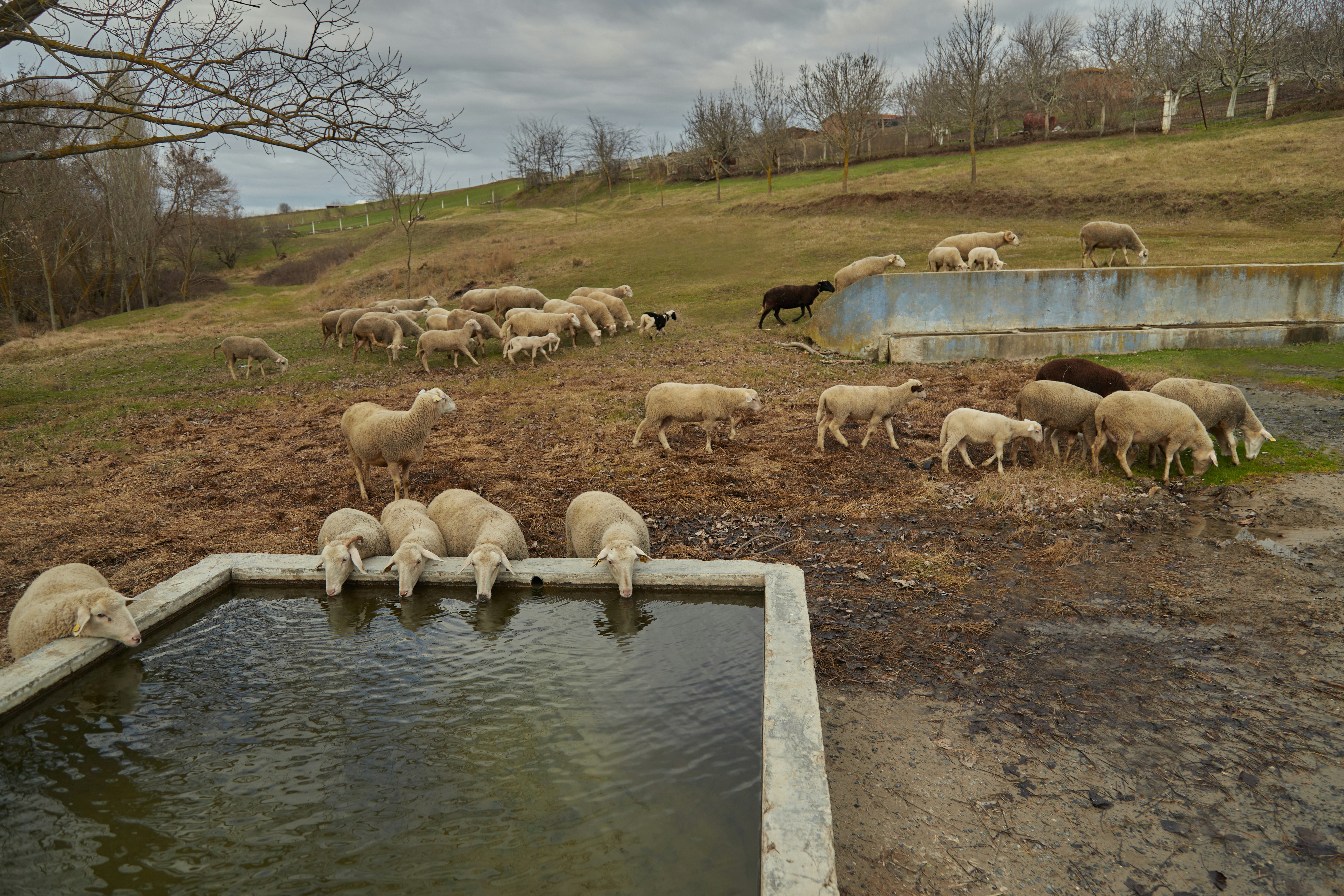 A herd of sheep drinking water from a pond photo – Free Animal Image on ...