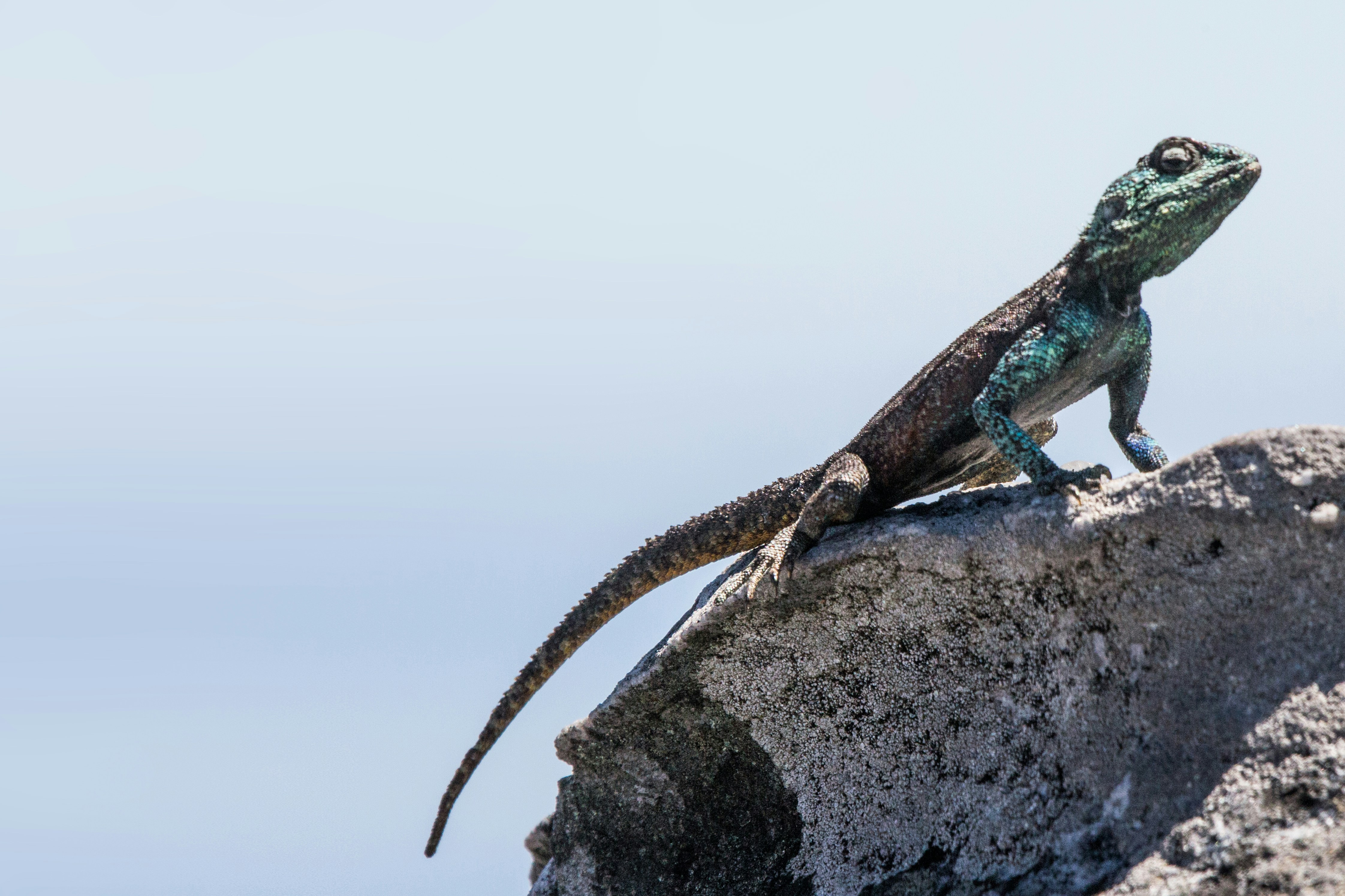 Granite Sentinel: Emerald Lizard Perched Against a Cerulean Backdrop