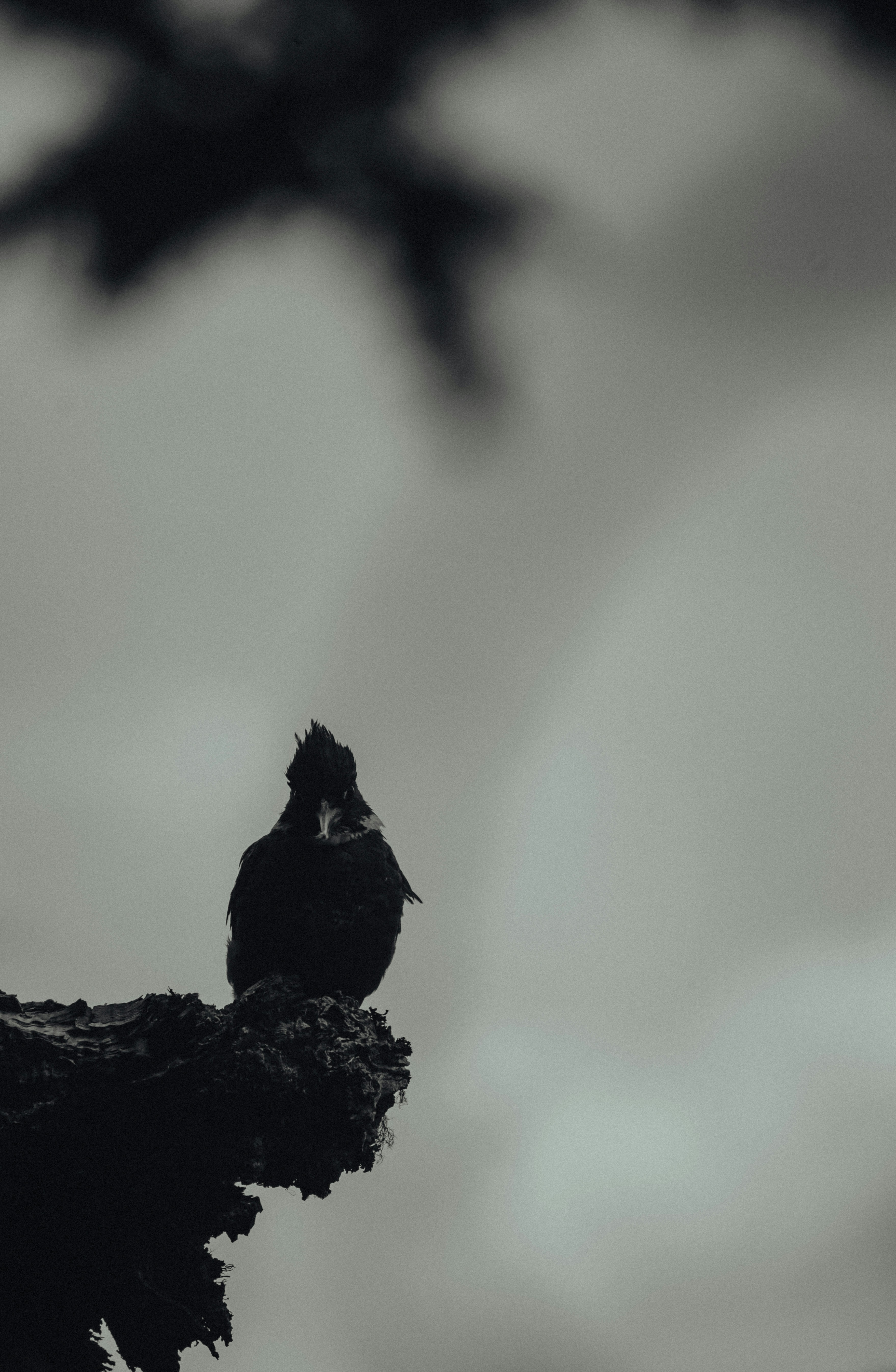 A solitary bird perched on a weathered branch, silhouetted against a moody sky, exuding an air of quiet vigilance.