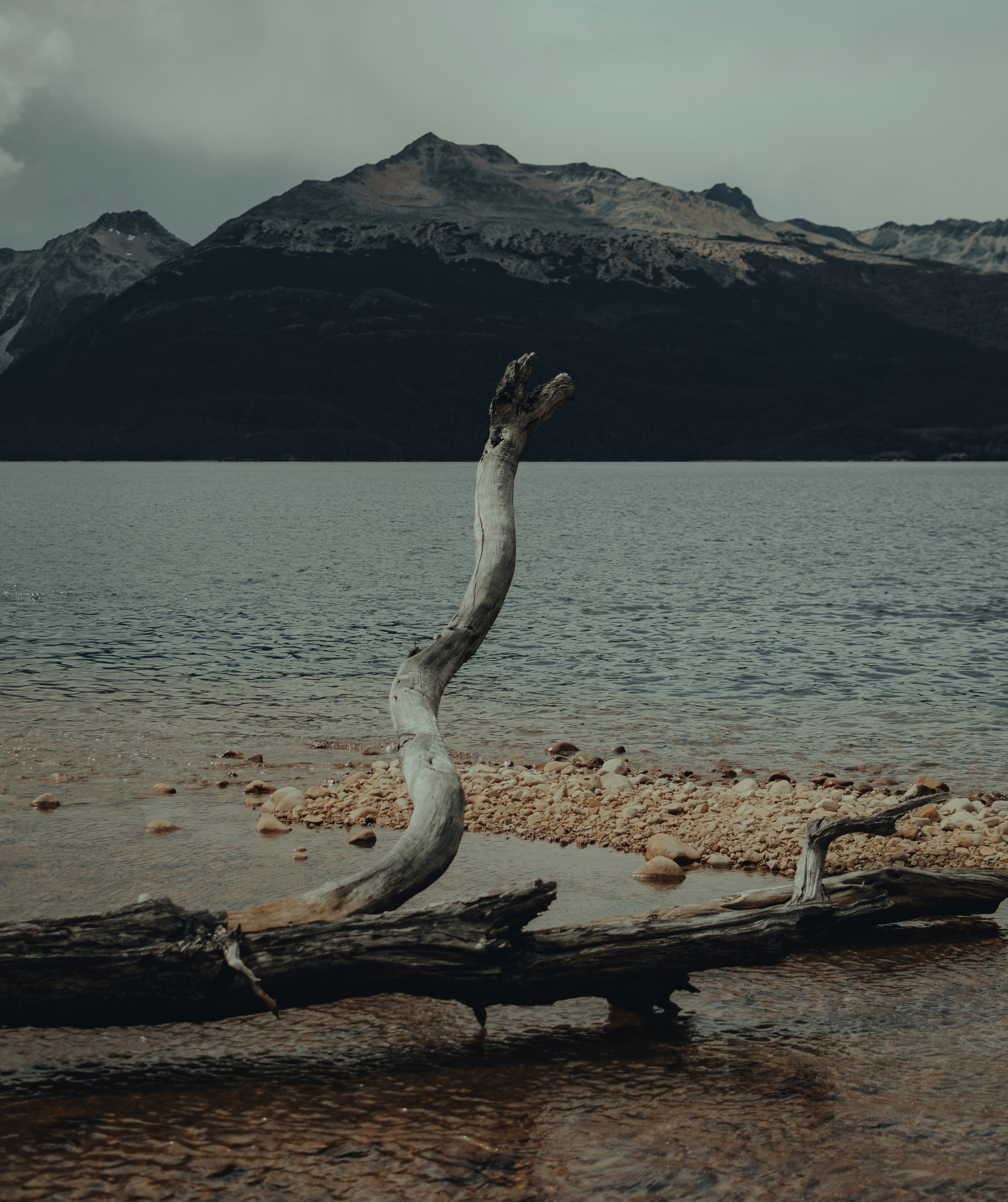 S-Curve Driftwood Framing the Silent Lake and Distant Peaks