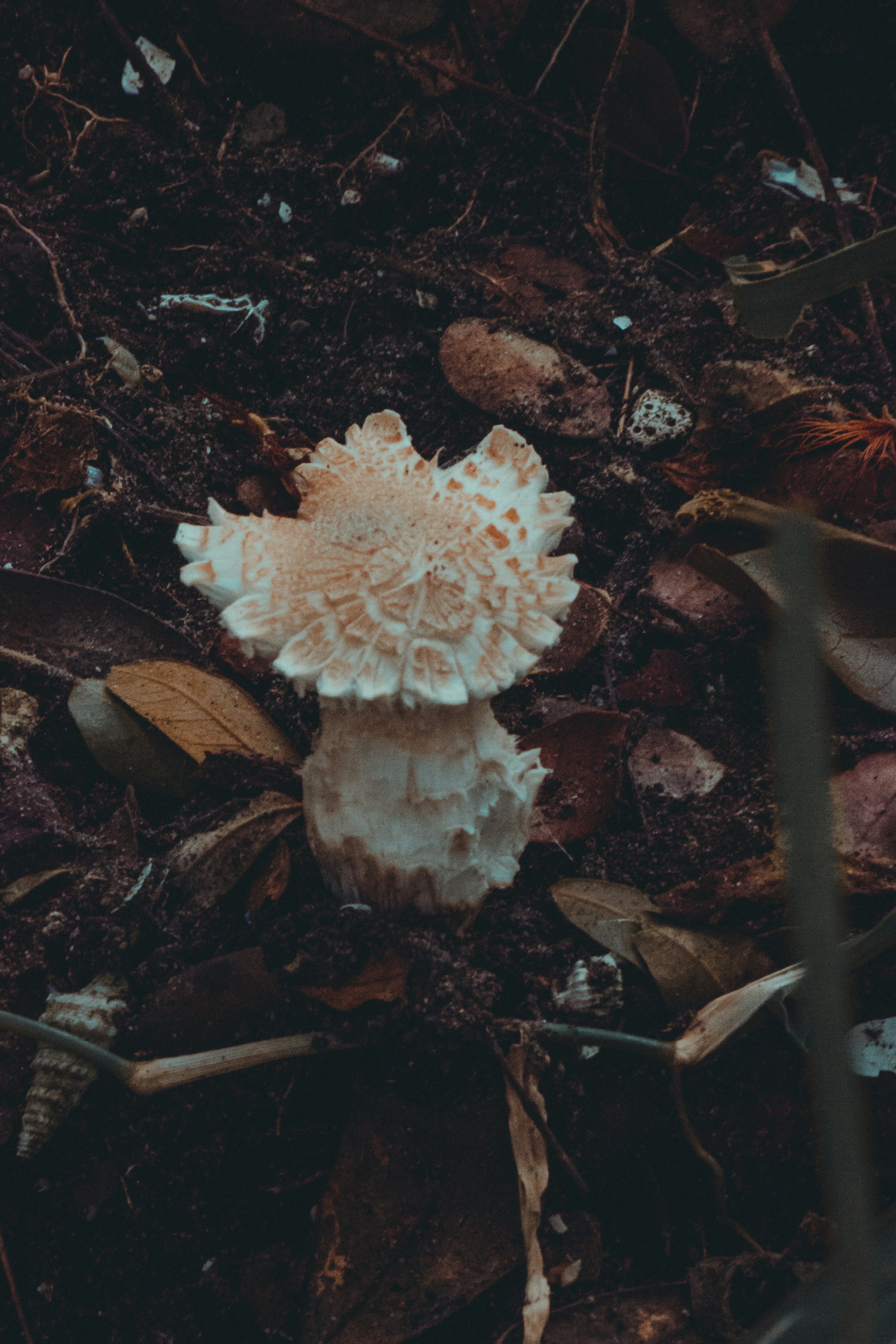 A delicate mushroom with a textured cap emerges from the forest floor, surrounded by fallen leaves and earthy tones.