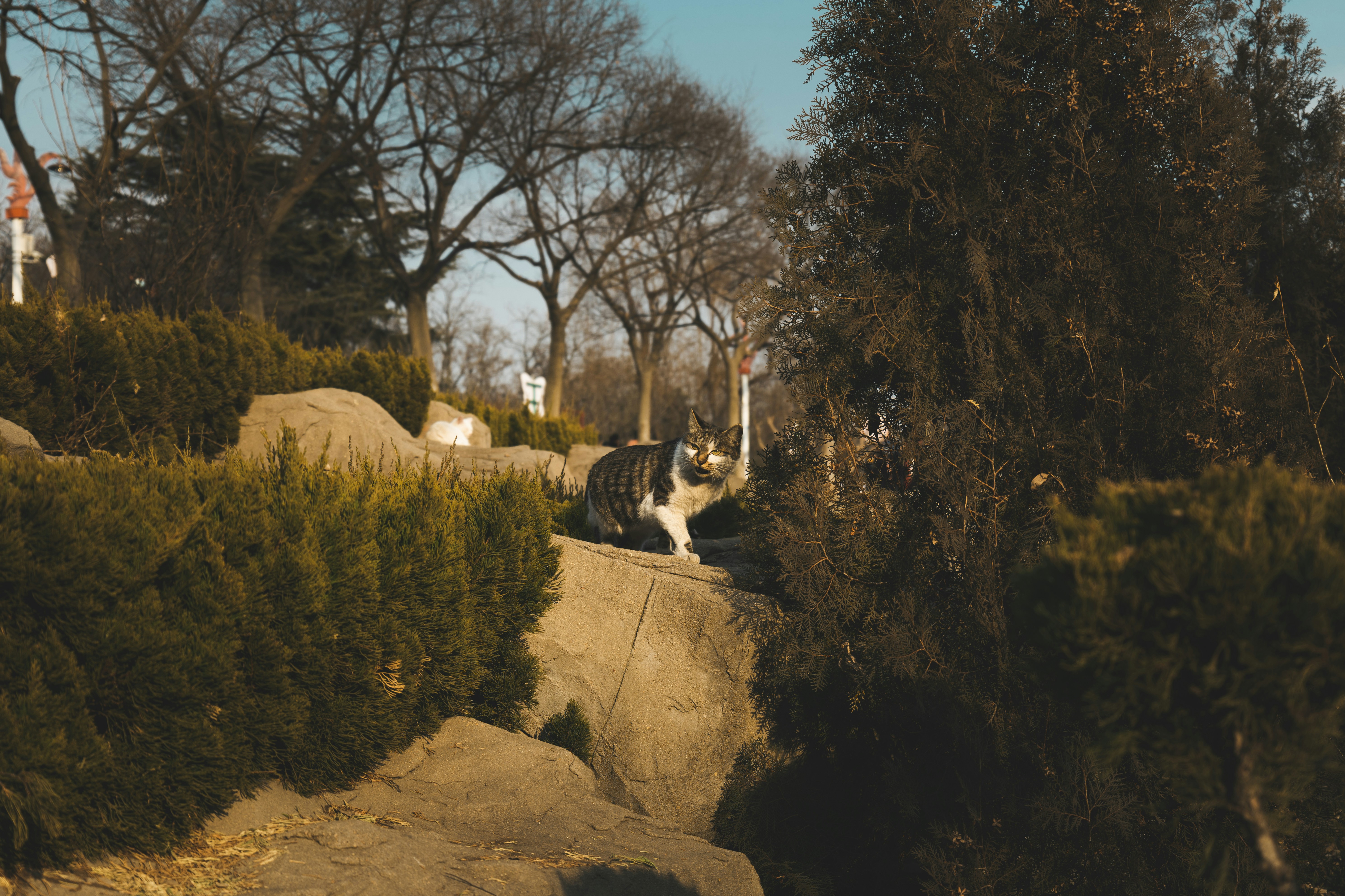 Golden Hour Sentinel: Cat on the Sunlit Rock Terrace