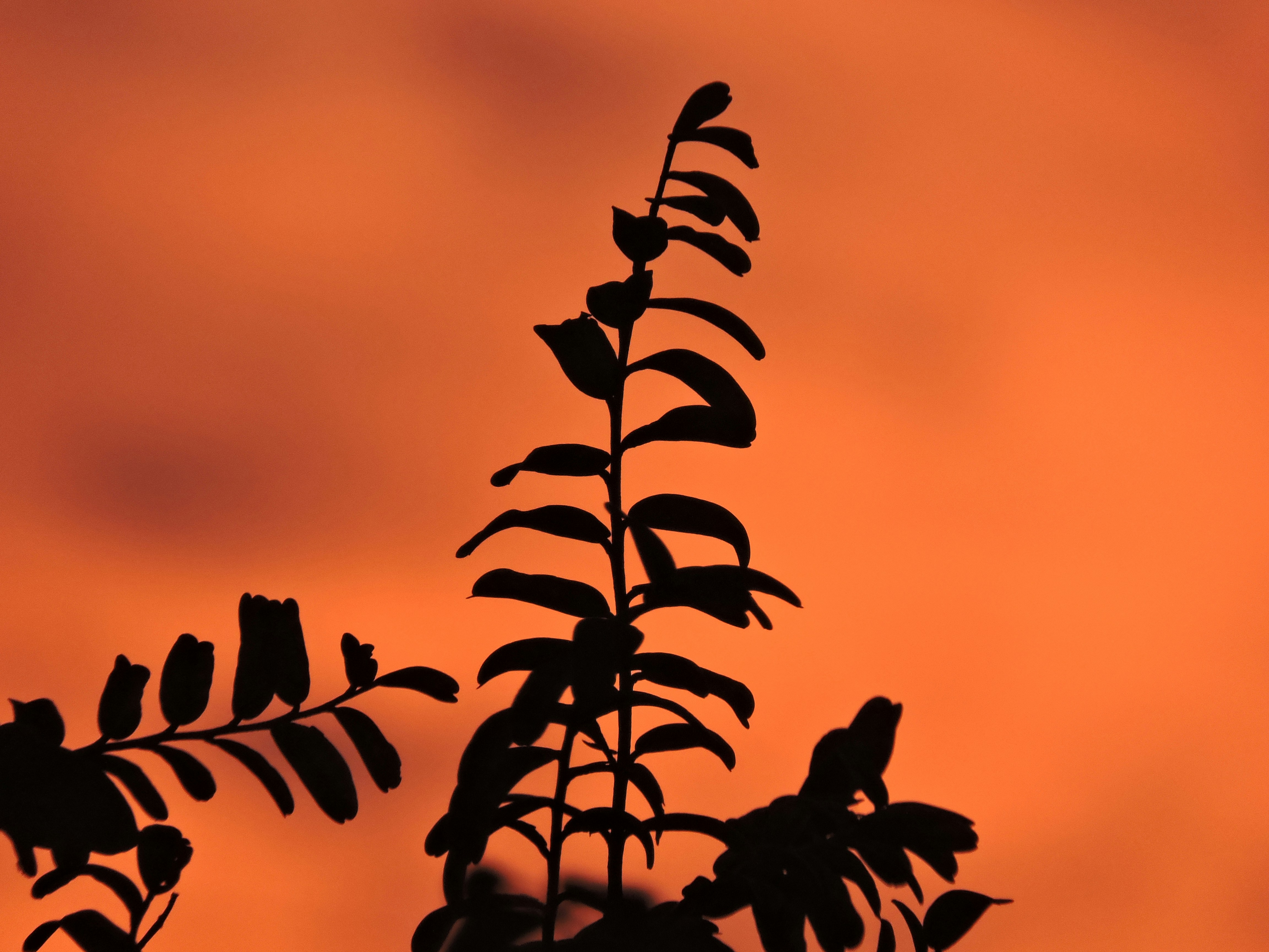 Delicate plant silhouette outlined against a vibrant orange sky at dusk.