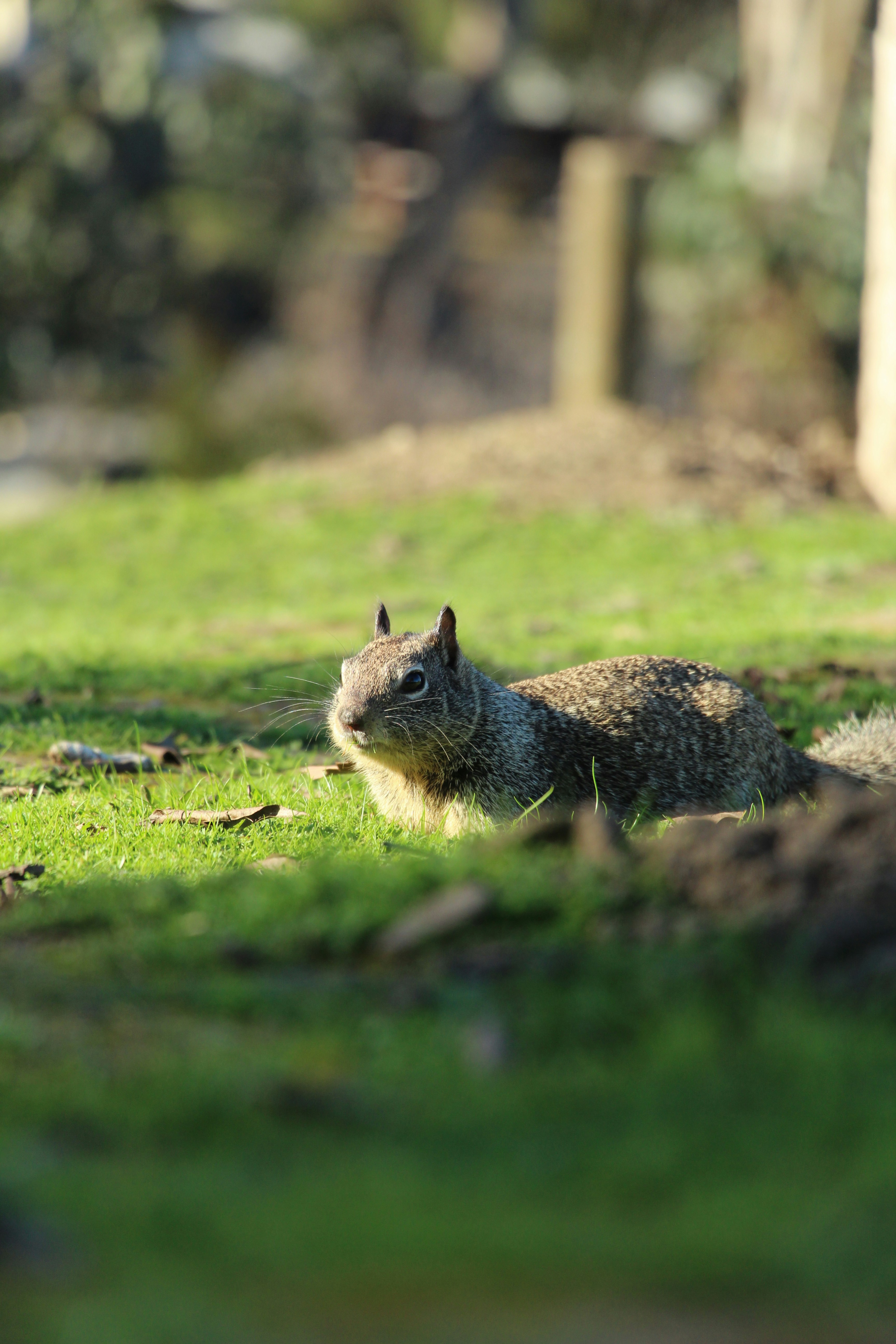 Sunlit Squirrel Pause in a Tranquil Park