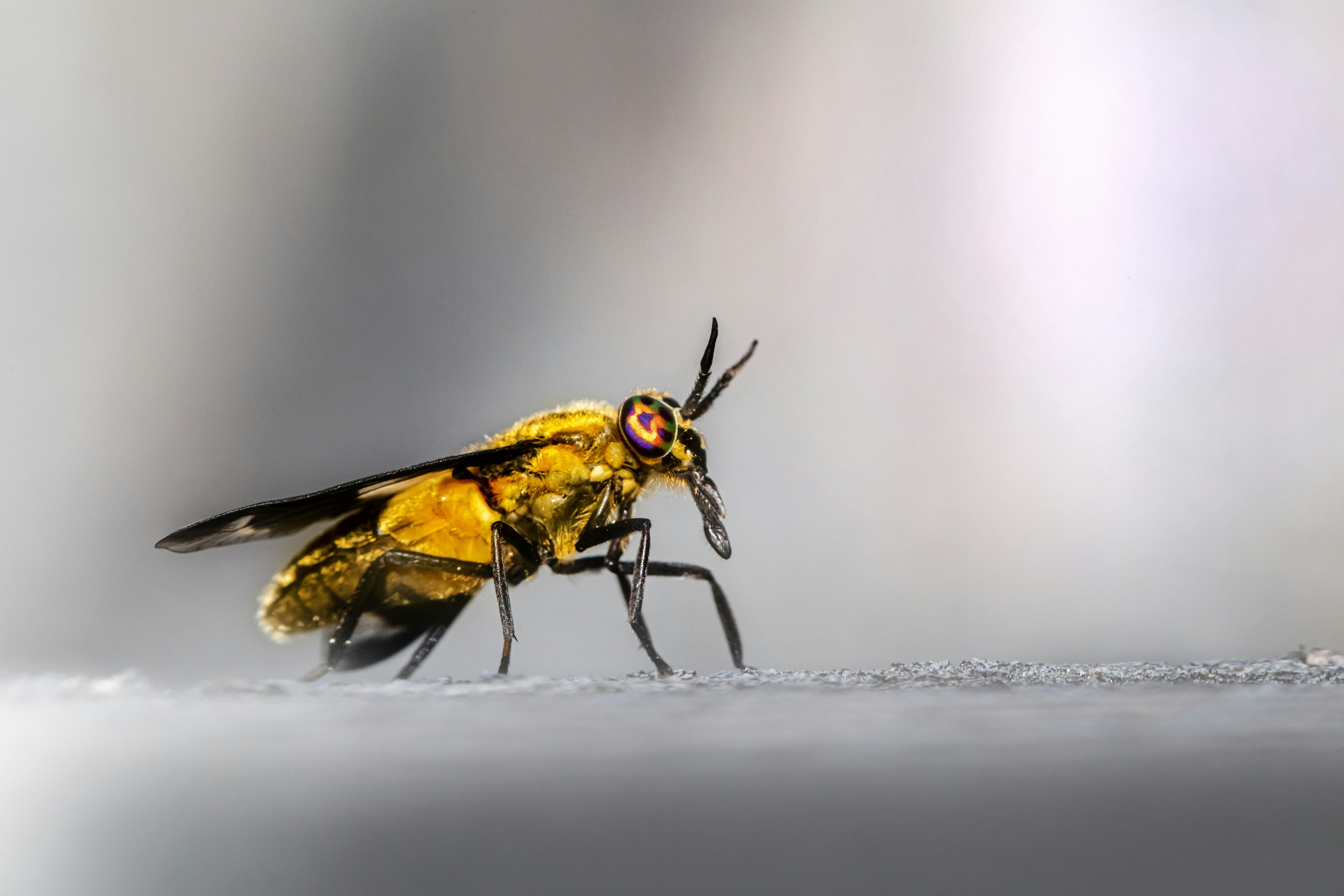 Imágenes de Mosca Del Caballo | Descarga imágenes gratuitas en Unsplash