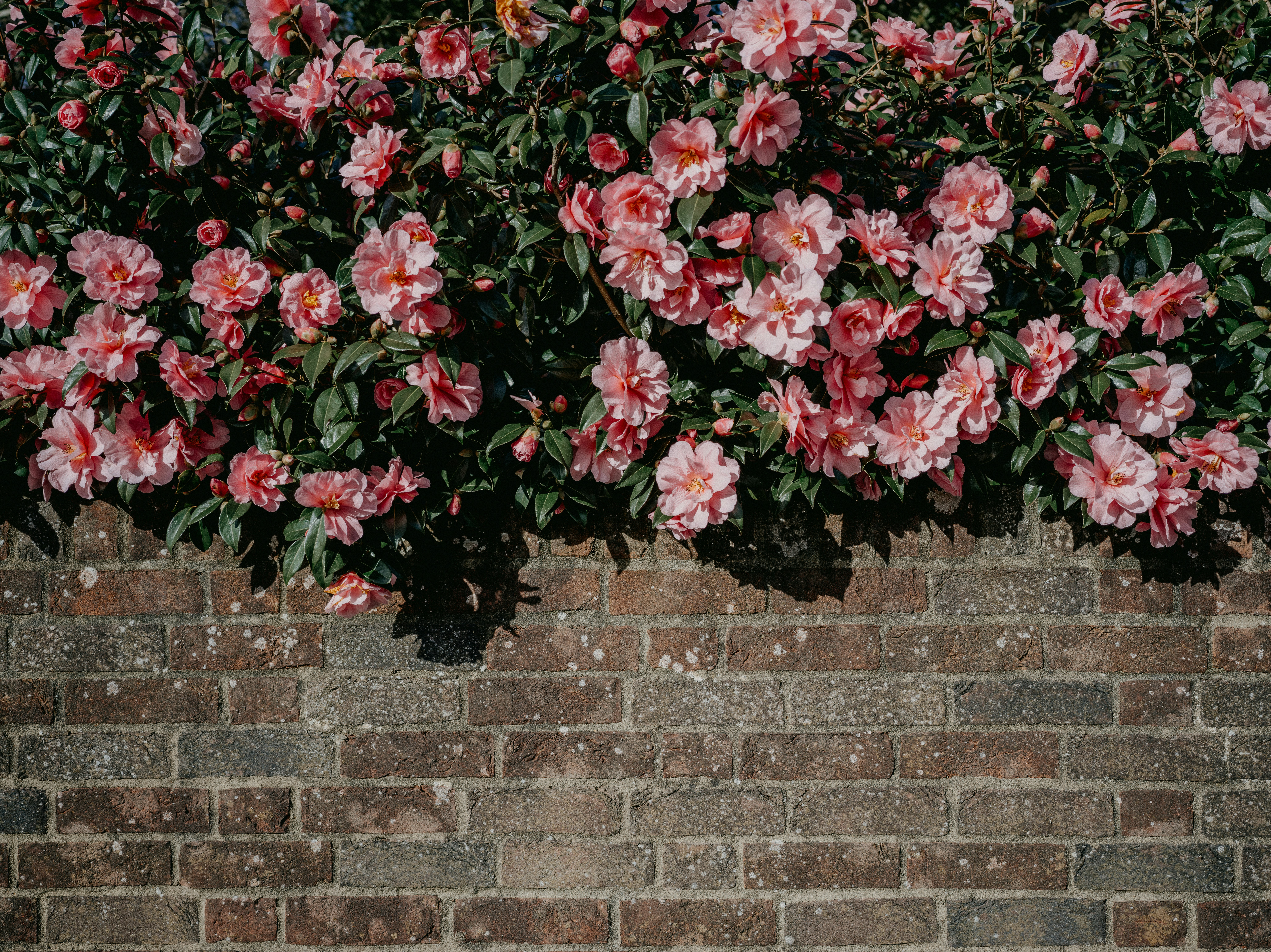 Vibrant pink flowers cascading over an aged brick wall, showcasing the contrast between nature and architecture.
