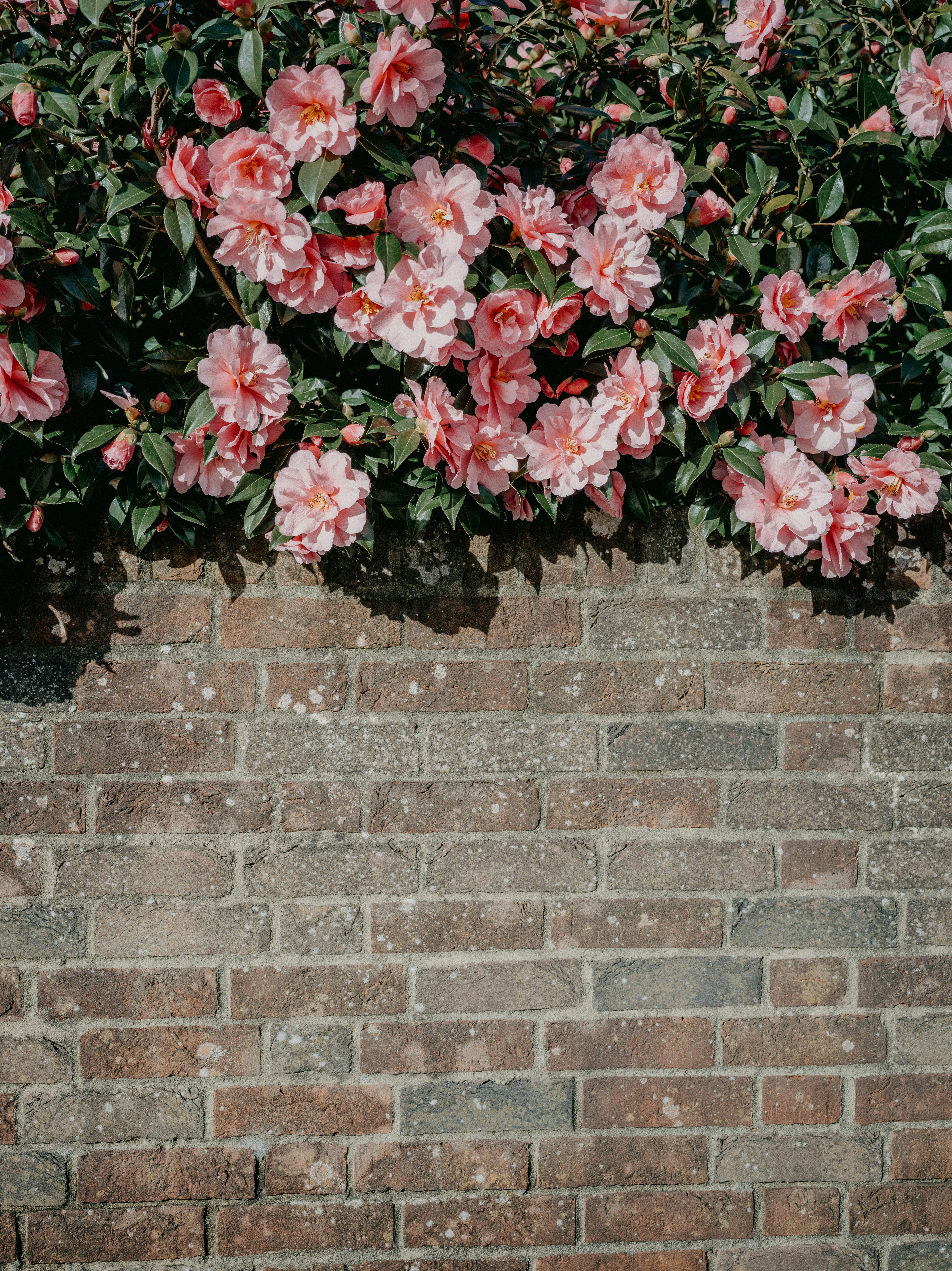 Pink camellia flowers cascade over a rustic brick wall, creating a harmonious blend of nature and architecture.