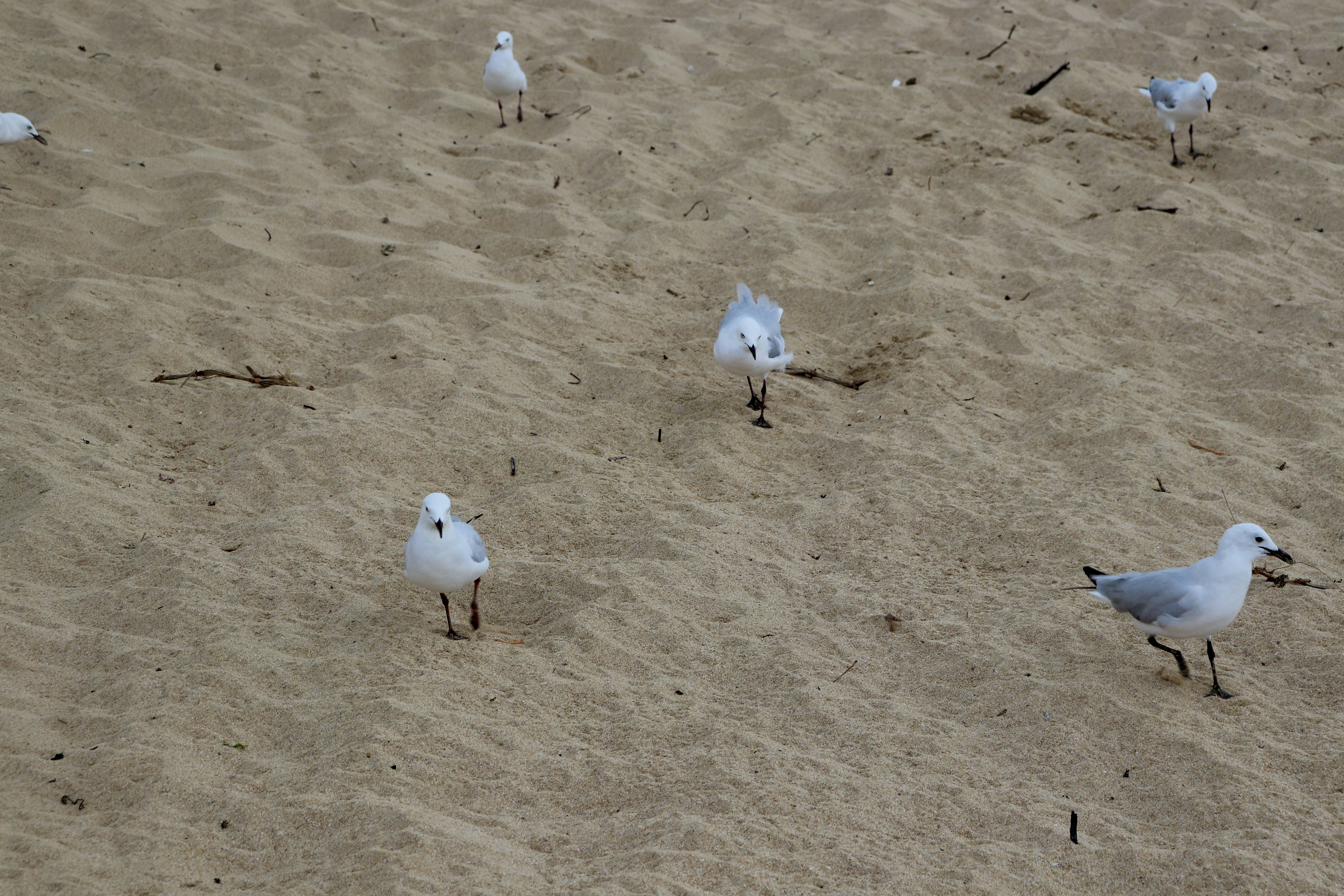 Foto zum Thema Eine Gruppe von Möwen, die über einen Sandstrand gehen ...