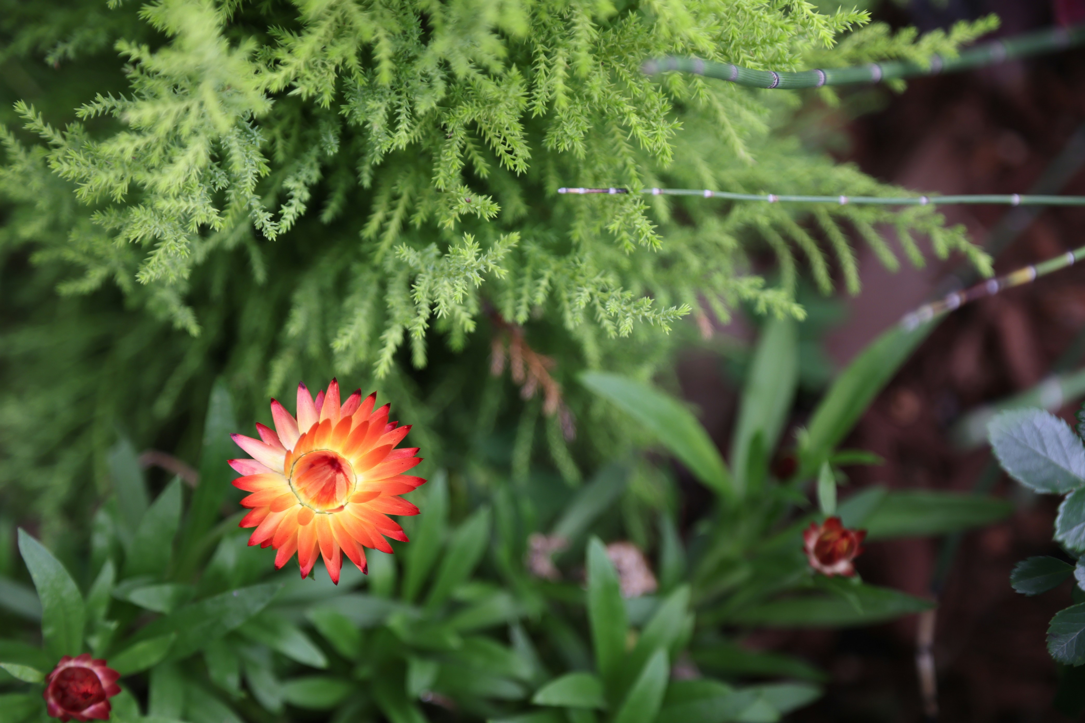 Ember Bloom in a Quiet Green Border