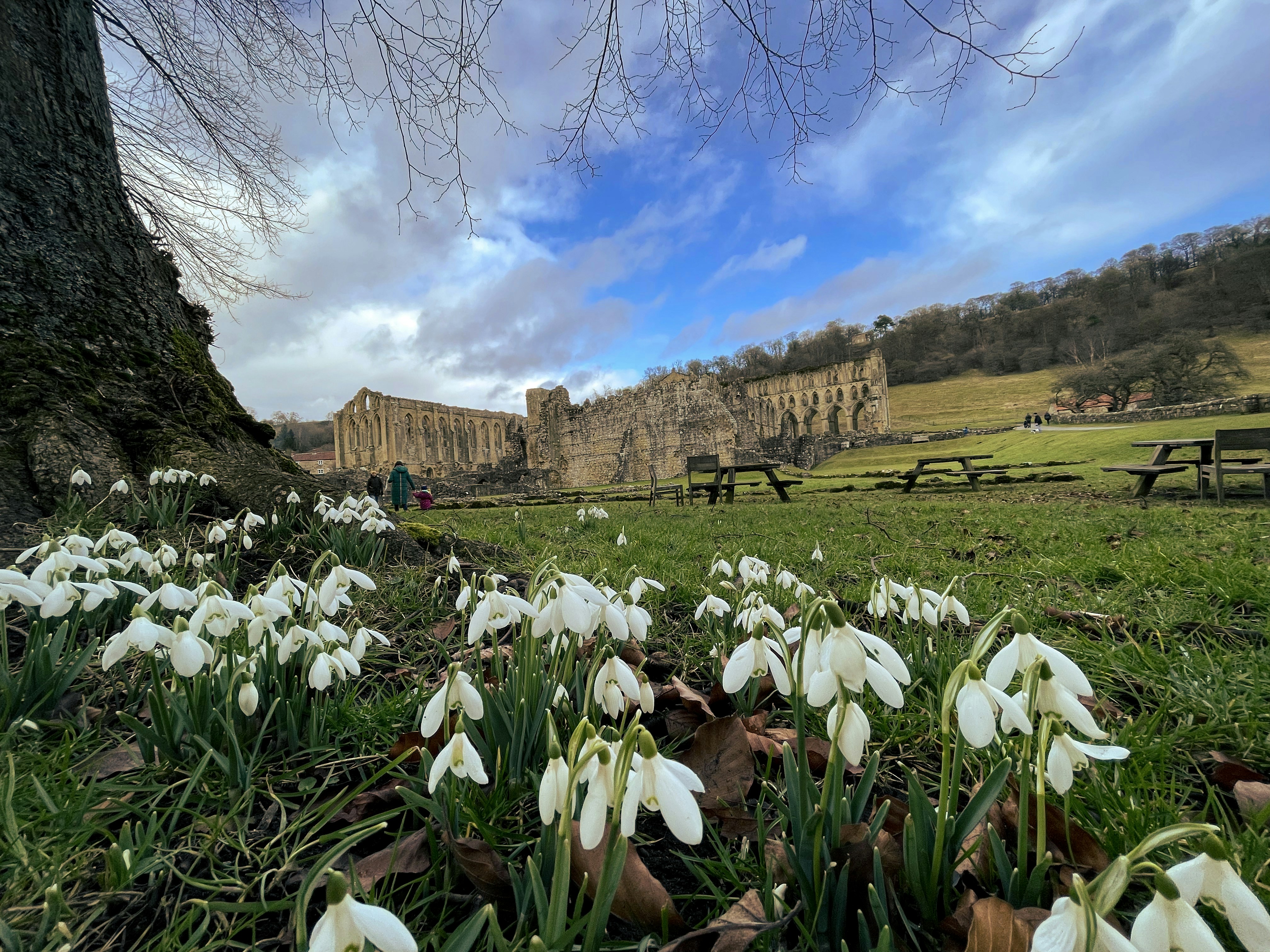 Snowdrops at the Foot of An Ancient Wall