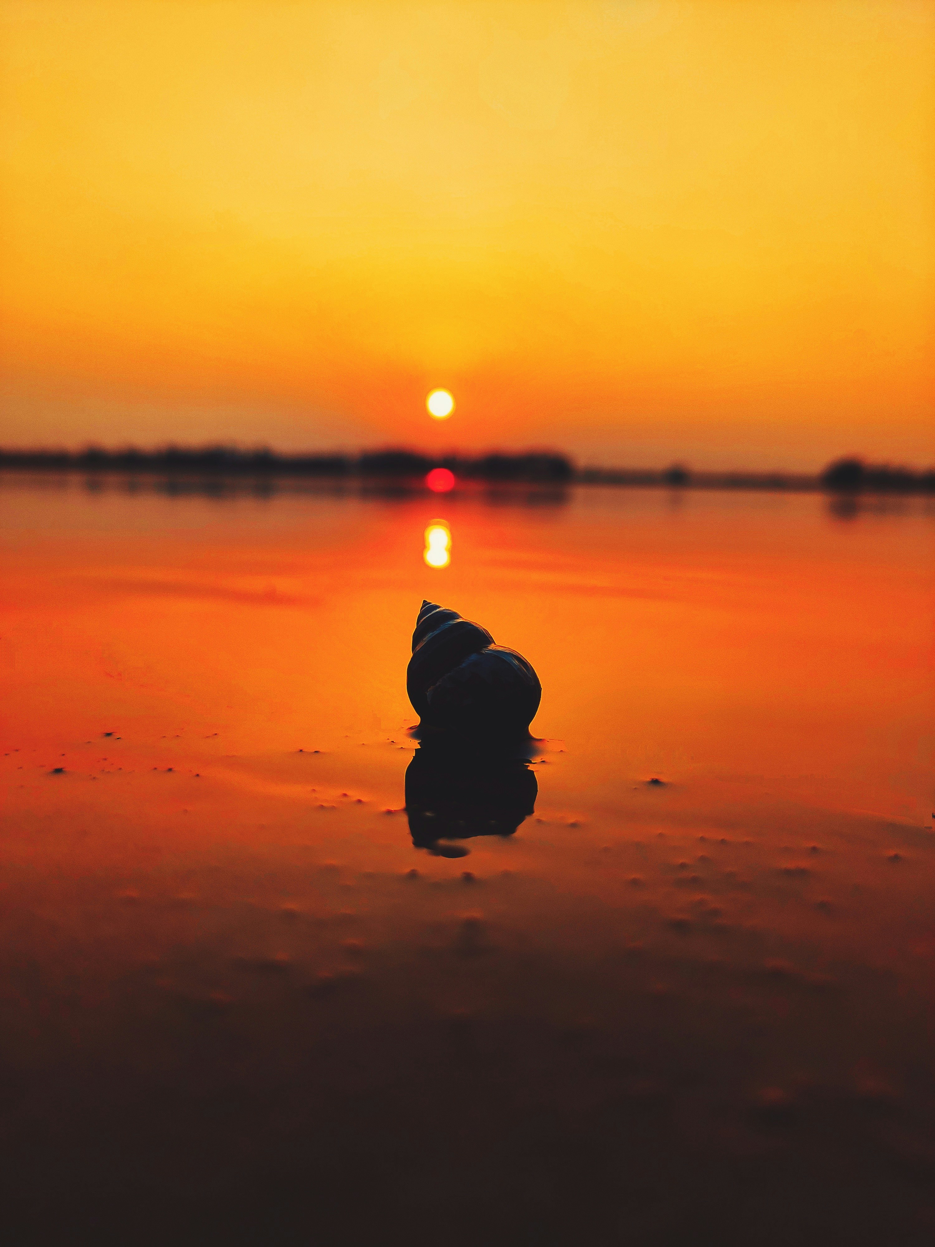 Amber Reflections: A Lone Shell at the Edge of the Tide