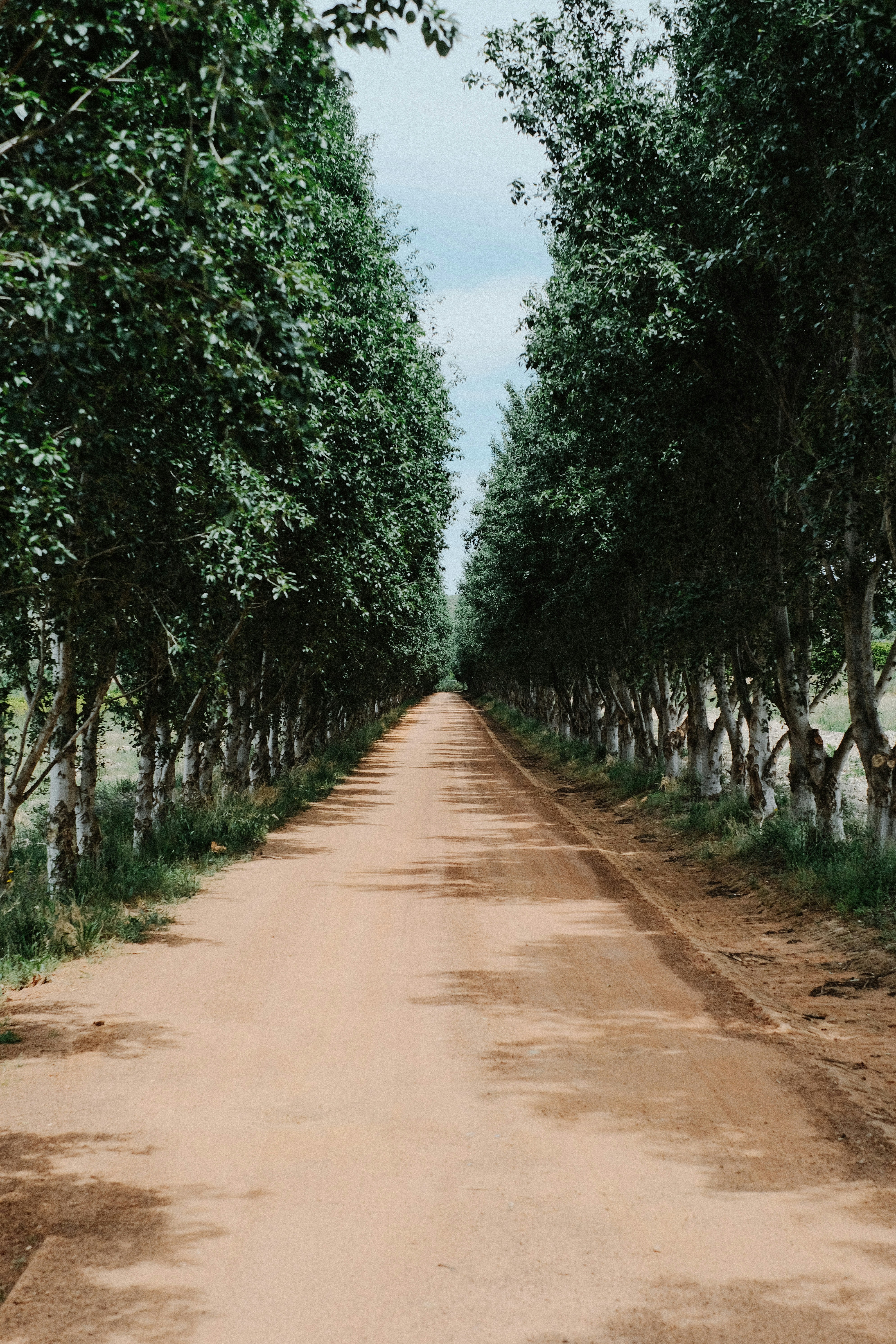 Tree-lined dirt road stretching into the distance under a cloudy sky.