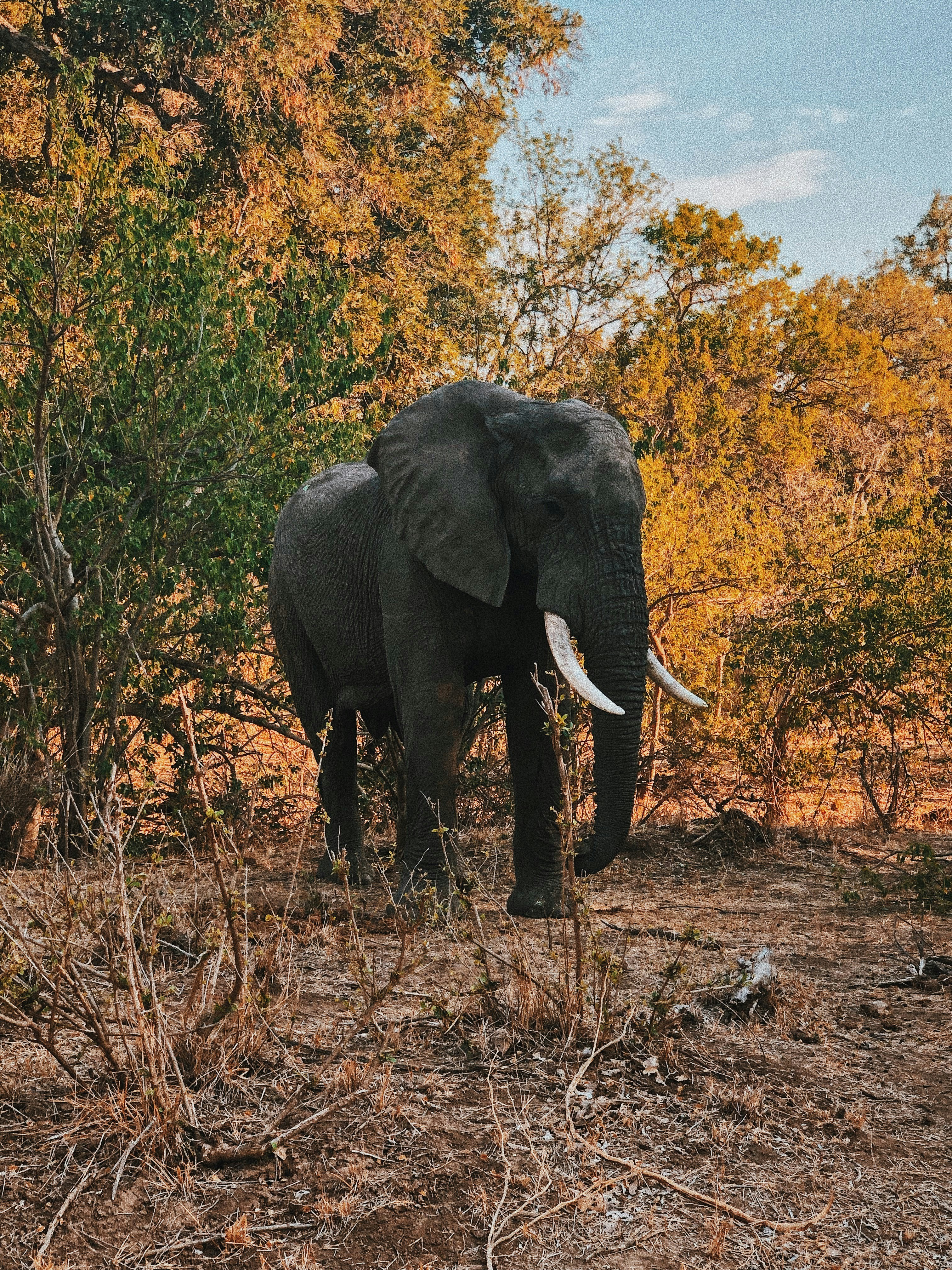 Foto zum Thema Ein Elefant steht mitten im Wald – Kostenloses Bild zu ...