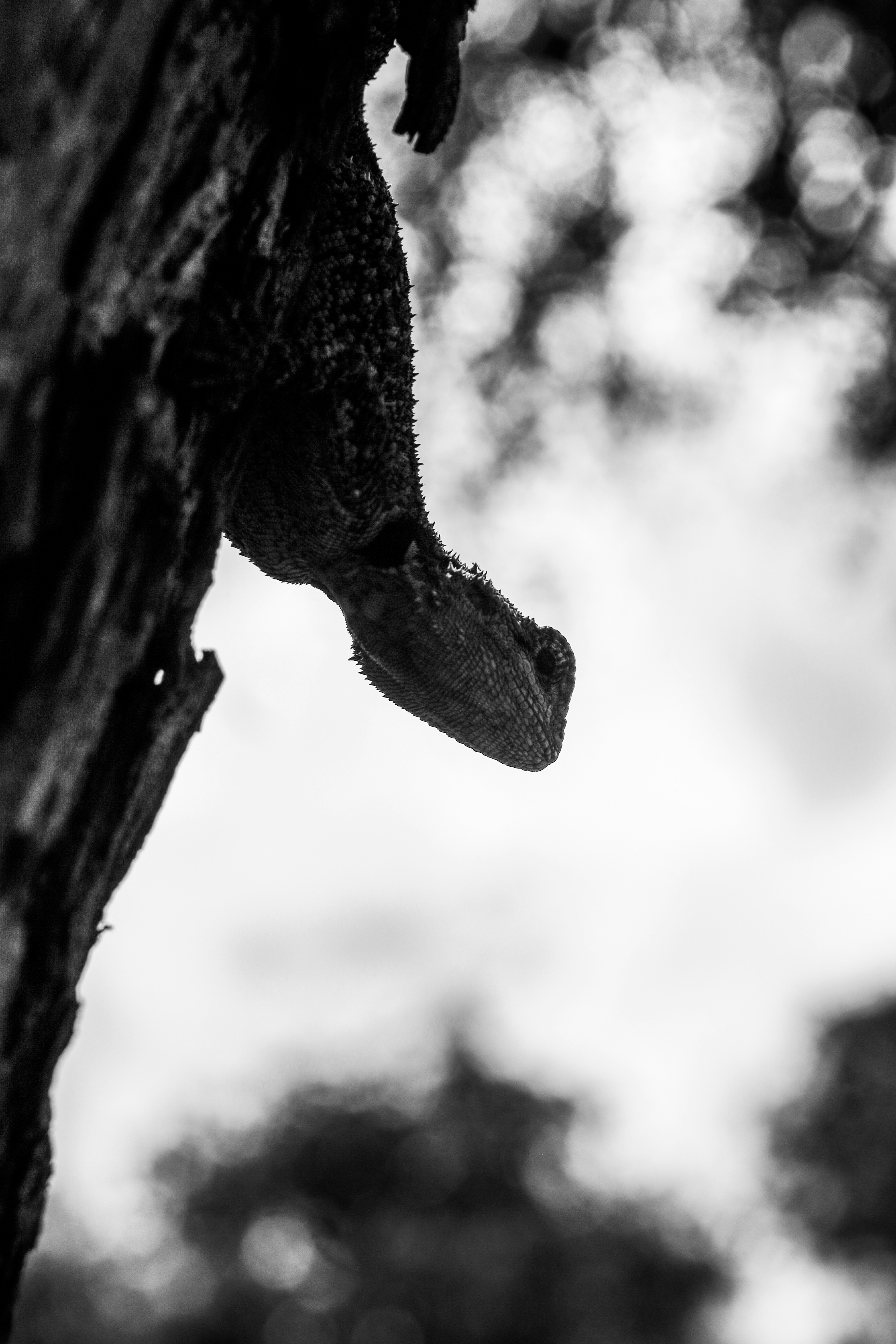 Charred Grasp: A close-up of a weathered branch against dappled light