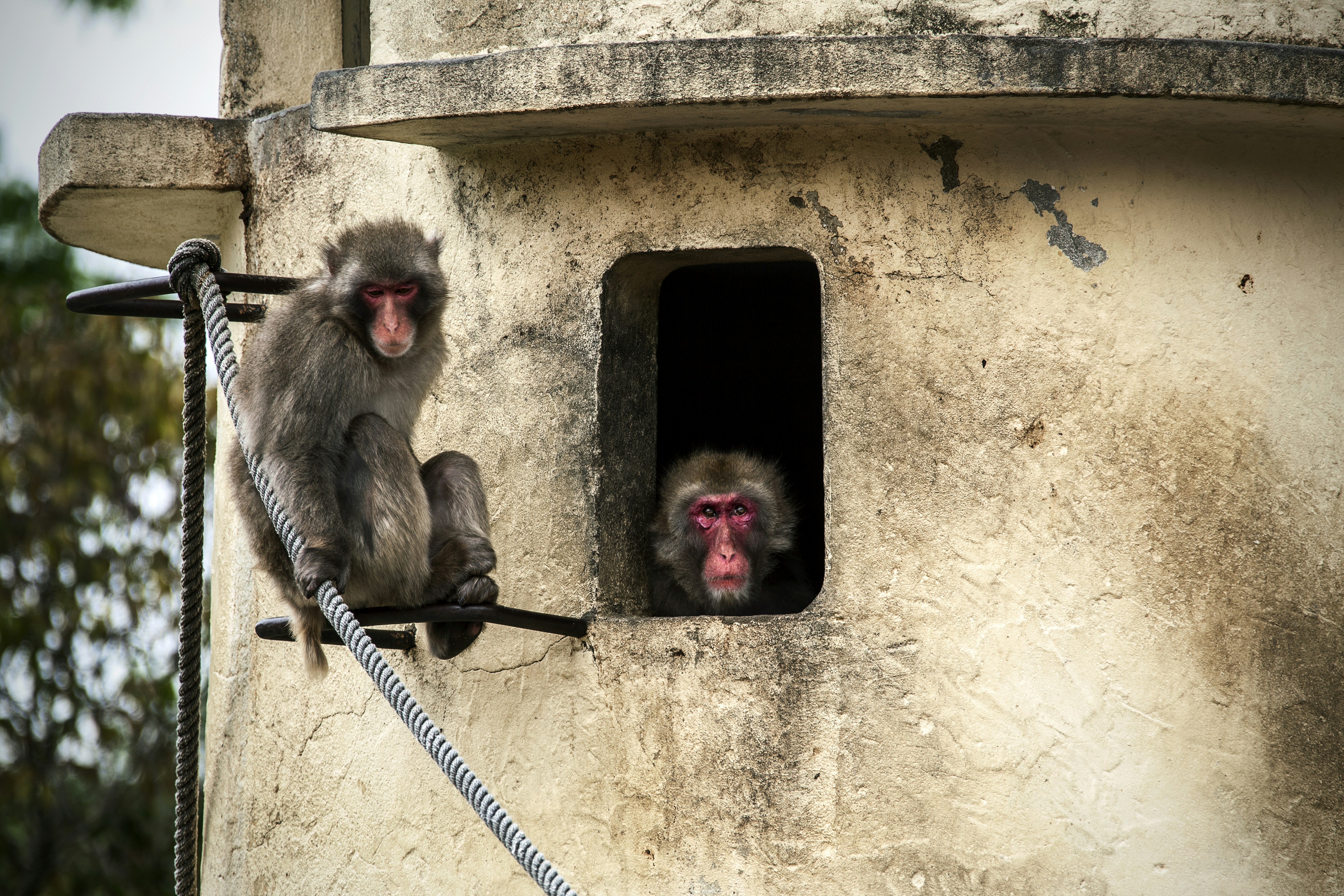 Window Watchers: Macaque Duo in a Weathered Turret