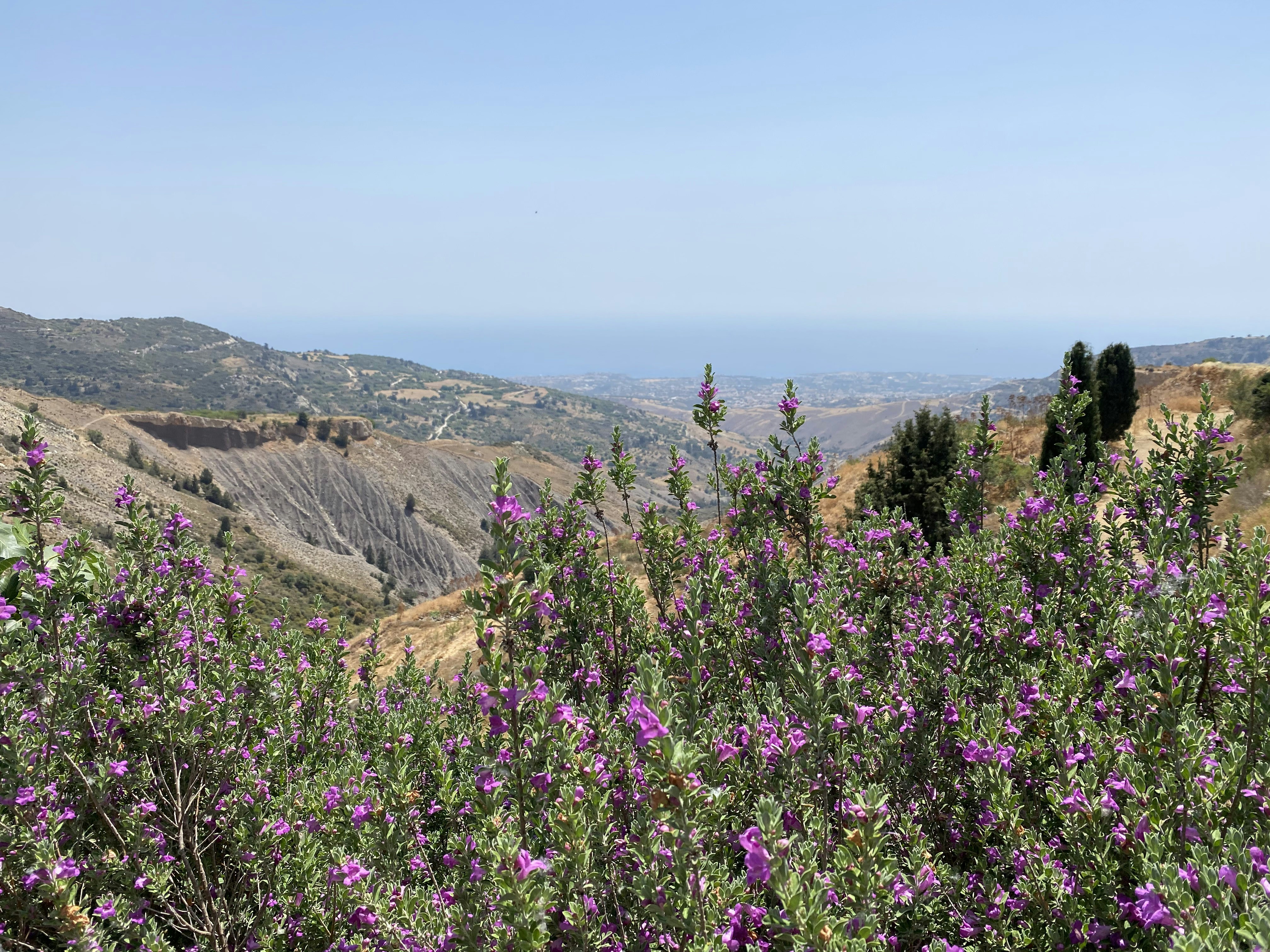 Purple Sagebrush