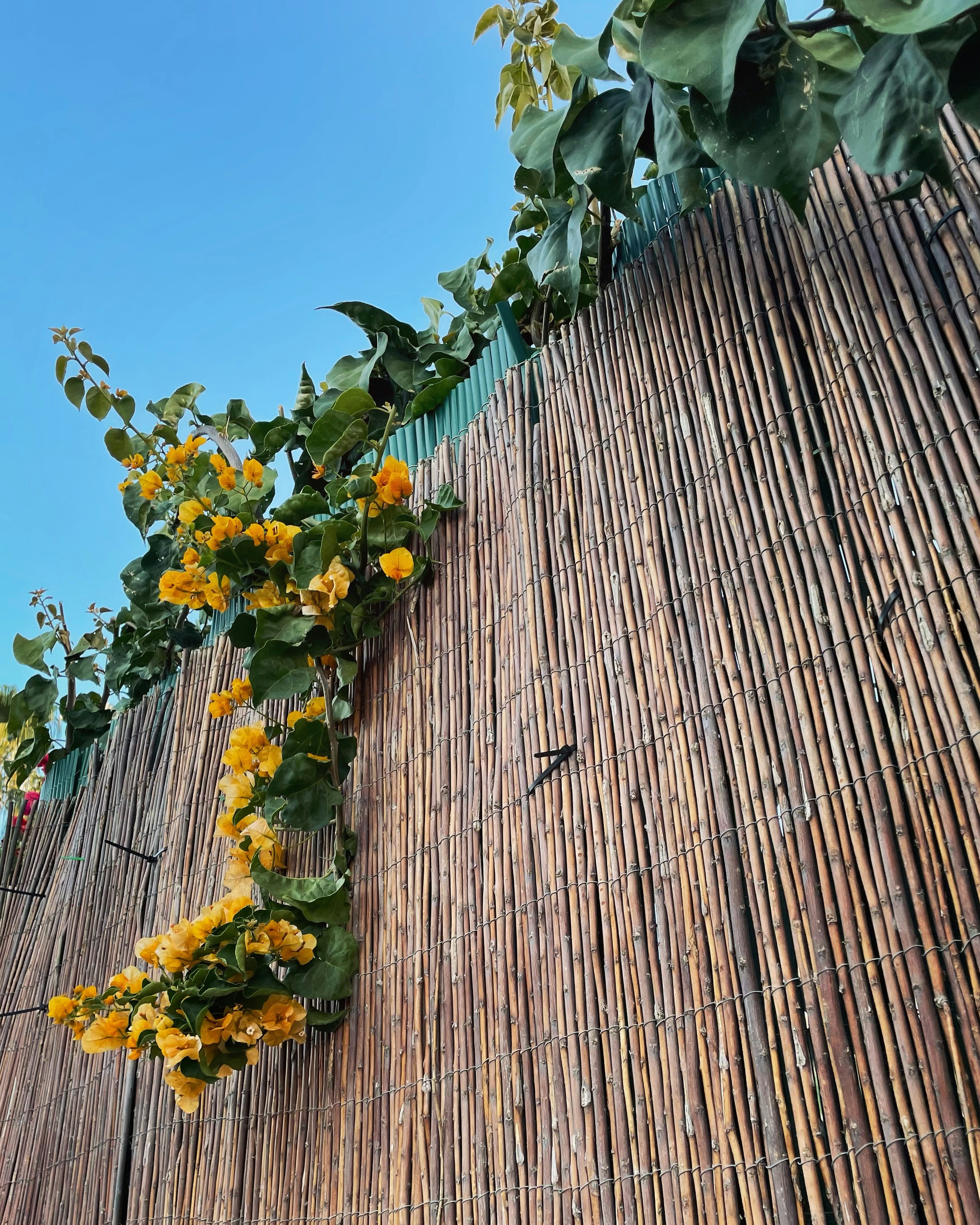 Yellow flowers 