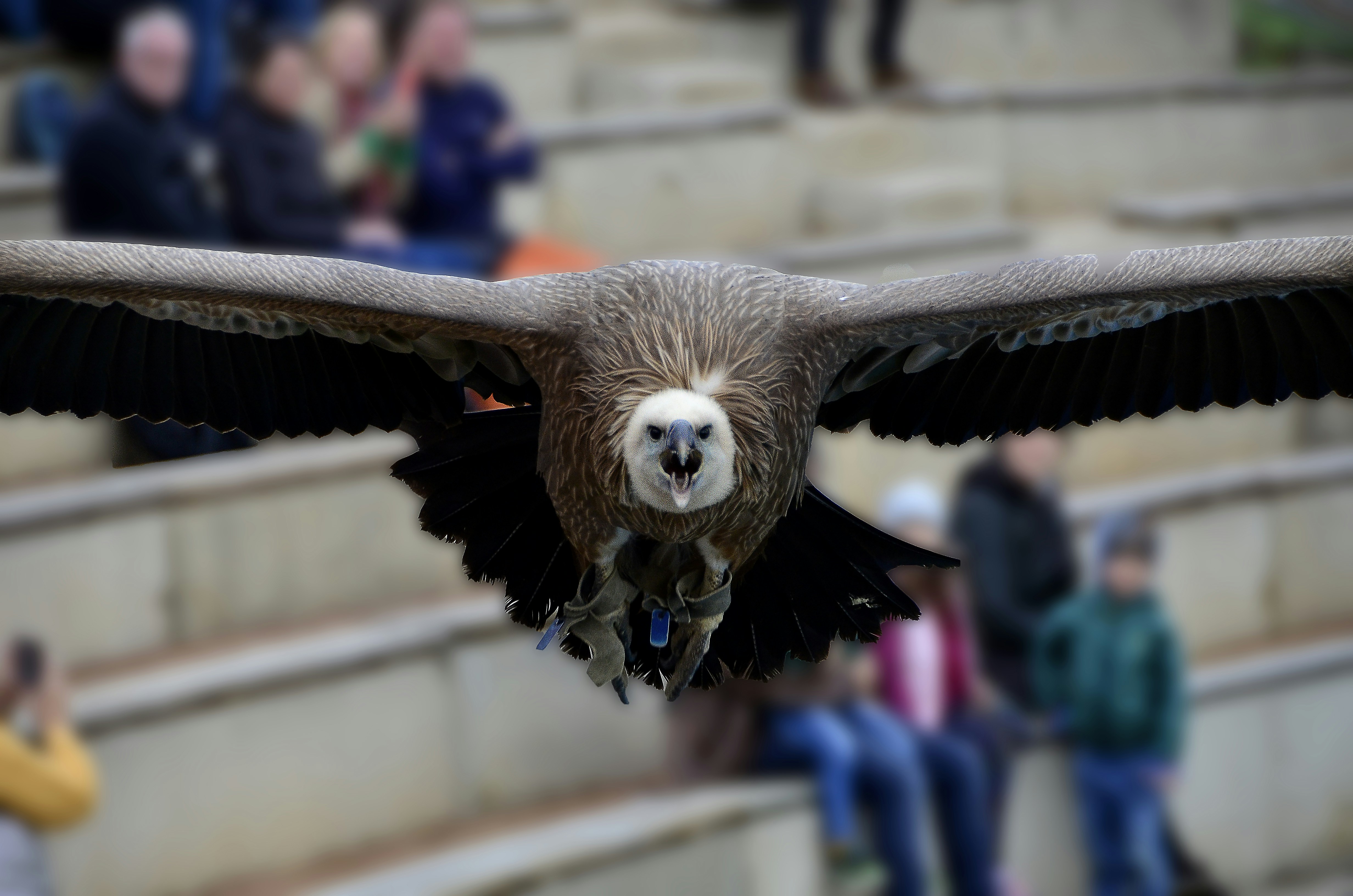 A large bird flying over a crowd of people photo – Free Vulture Image ...