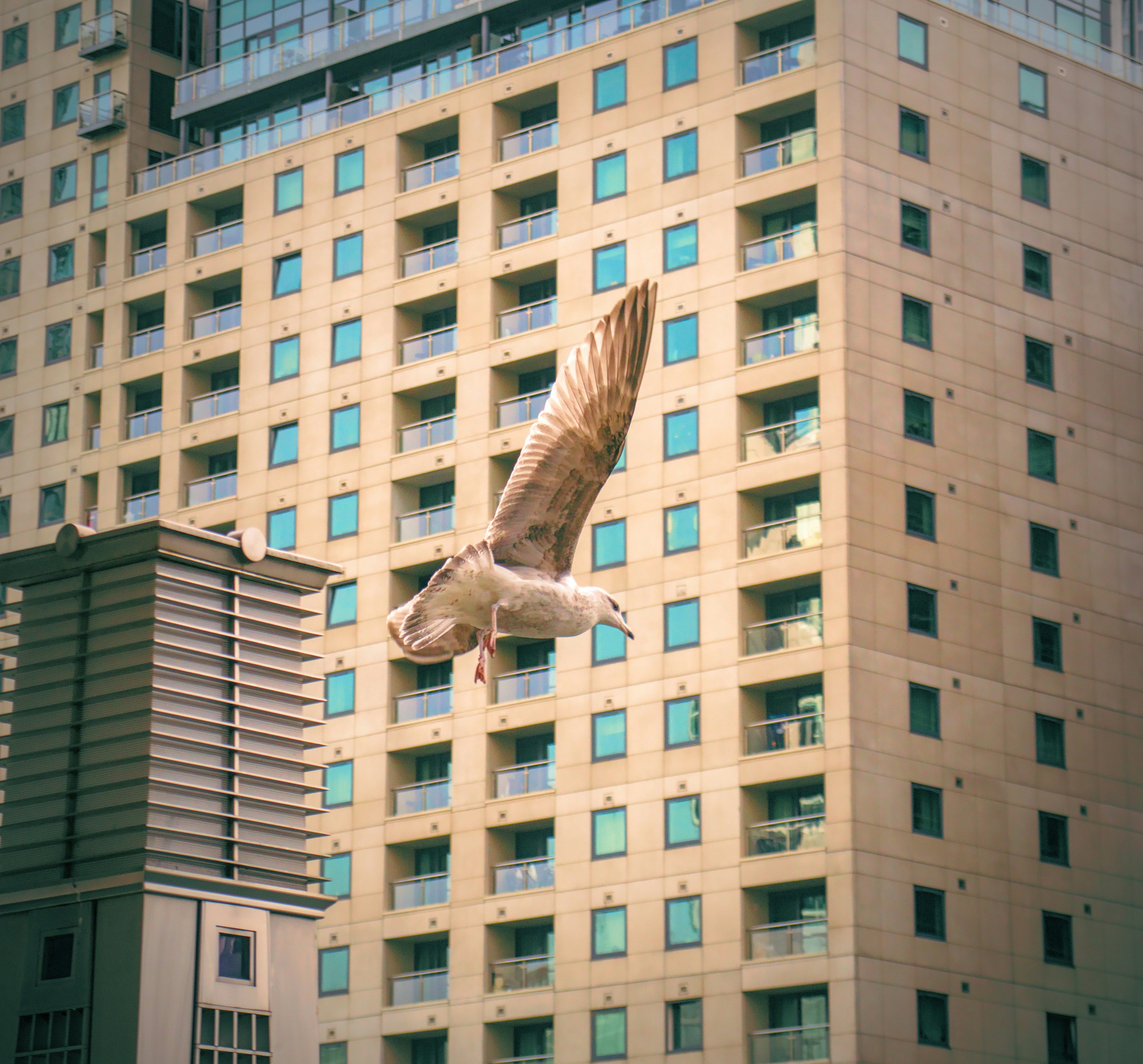 A bird flying in front of a tall building photo – Free London Image on ...