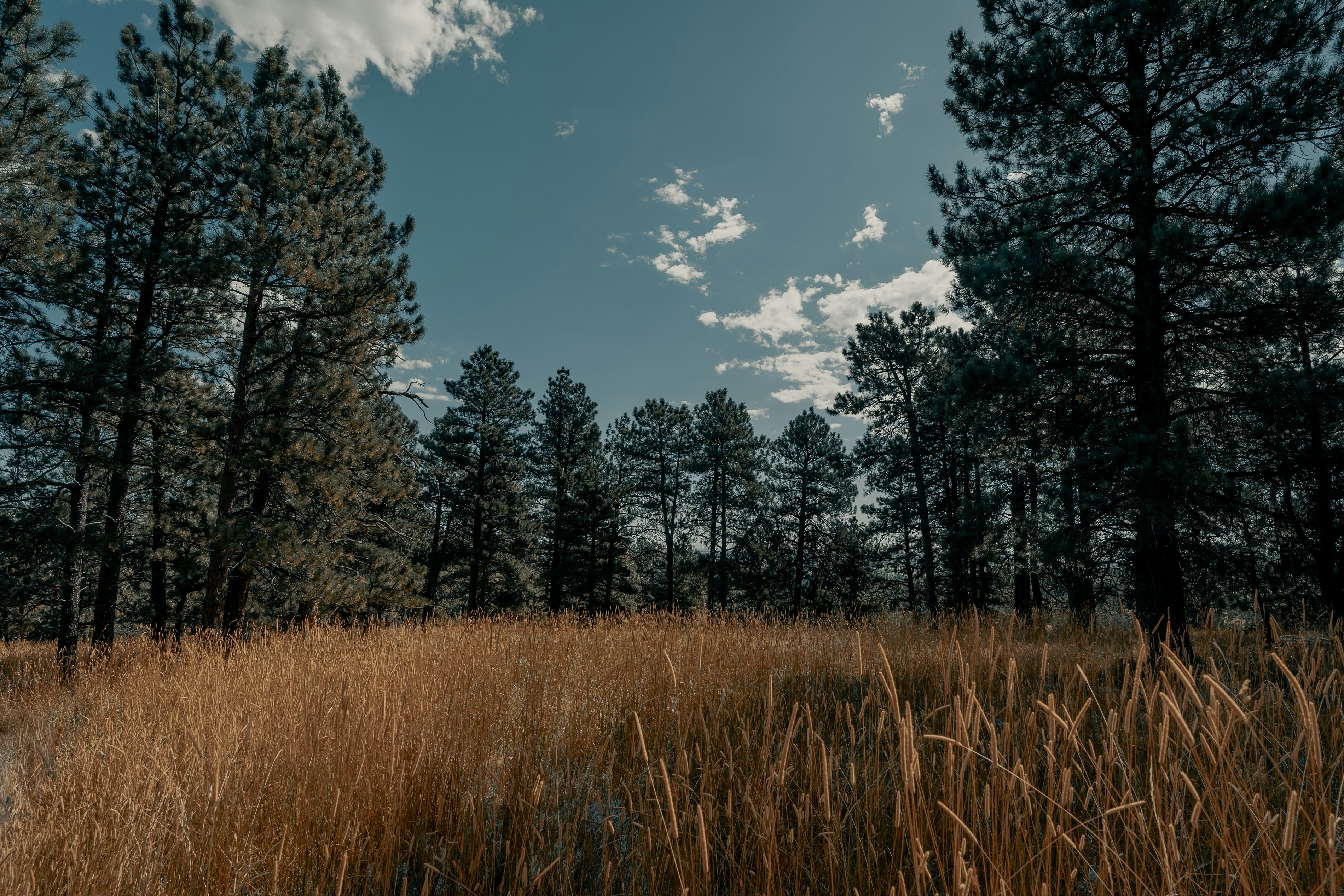 Golden Field Under a Clear Canopy: A Forest Edge at Dusk