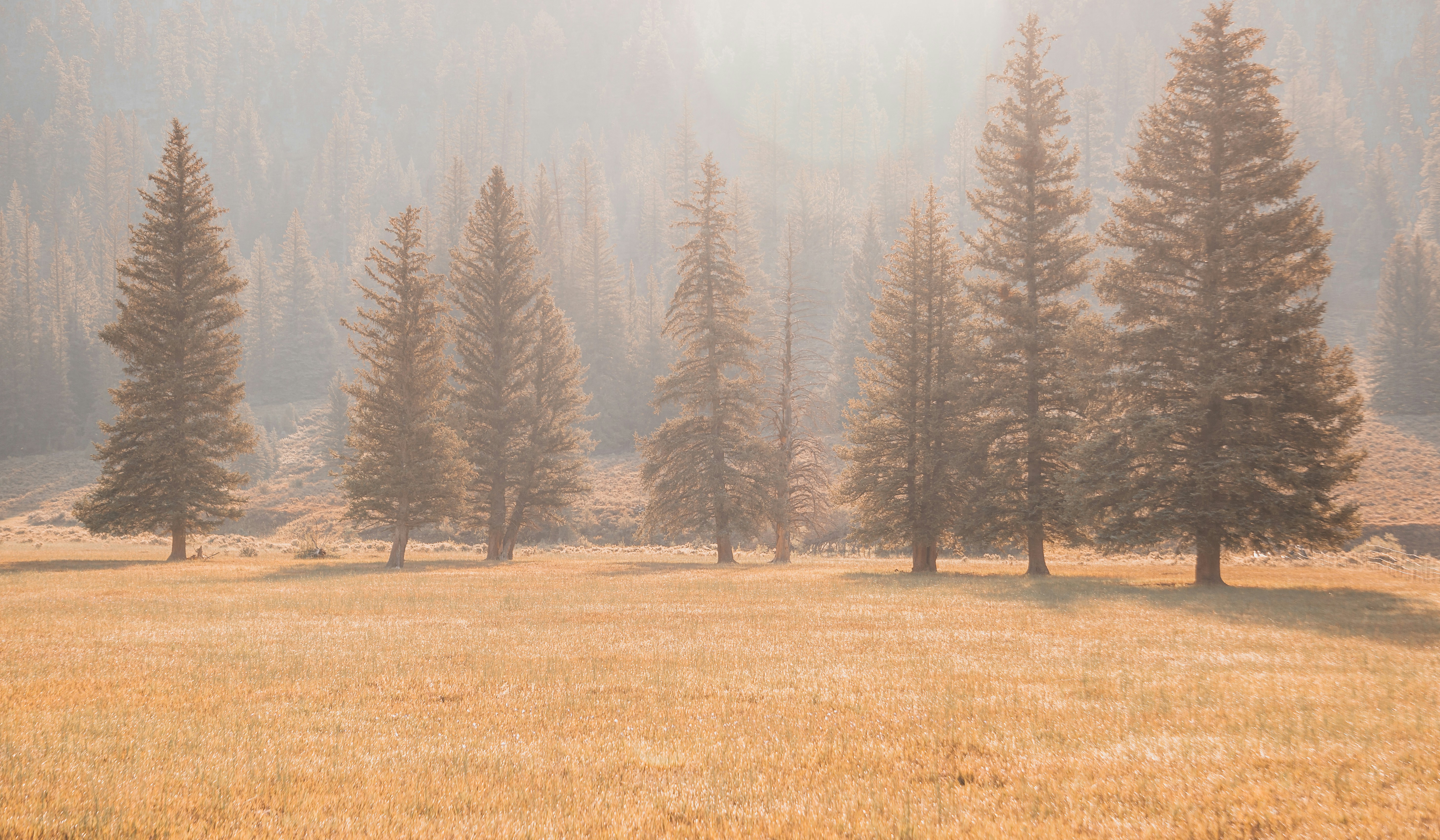Line of Pines at Golden Hour