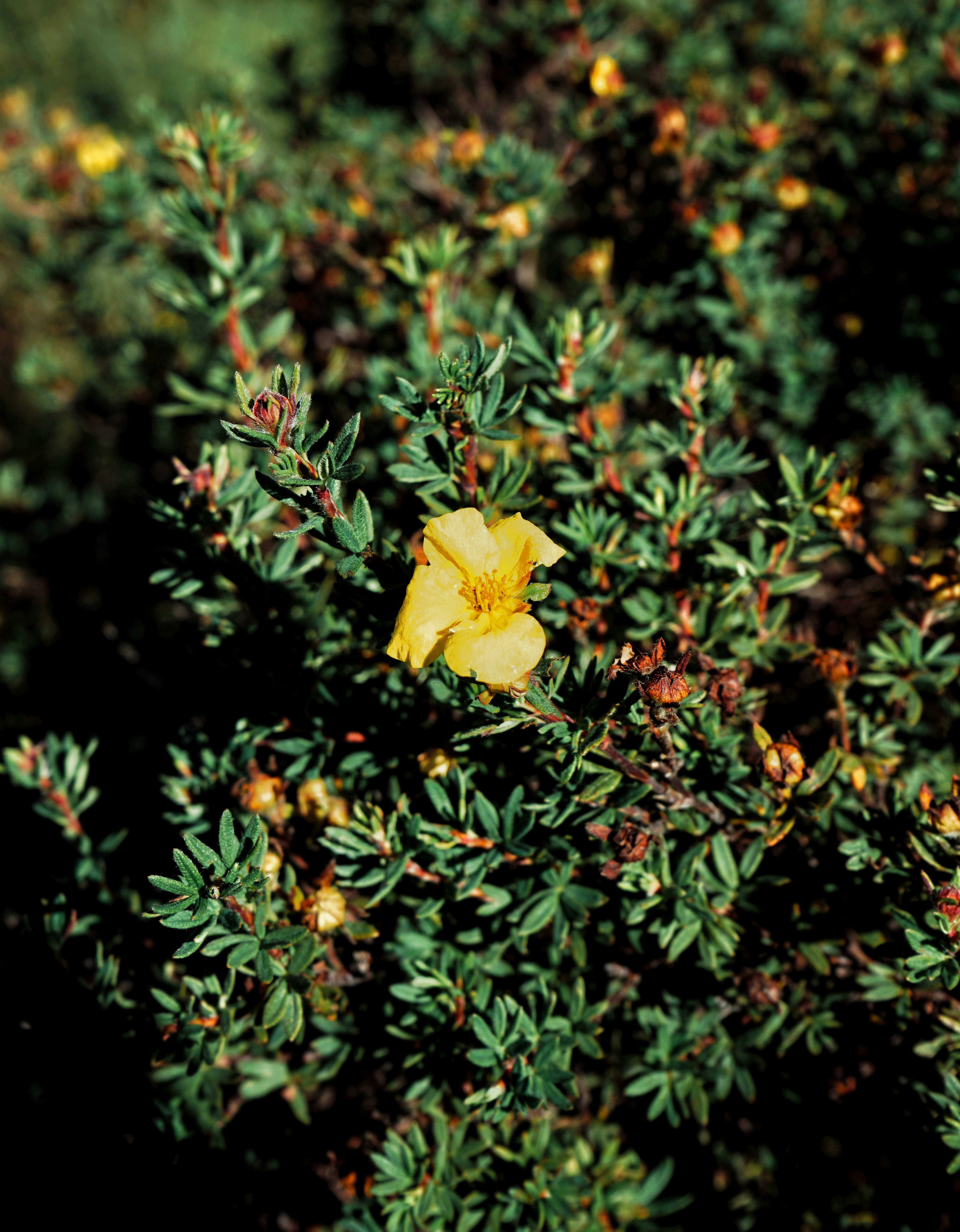 Golden Bloom in a Sea of Green Spines