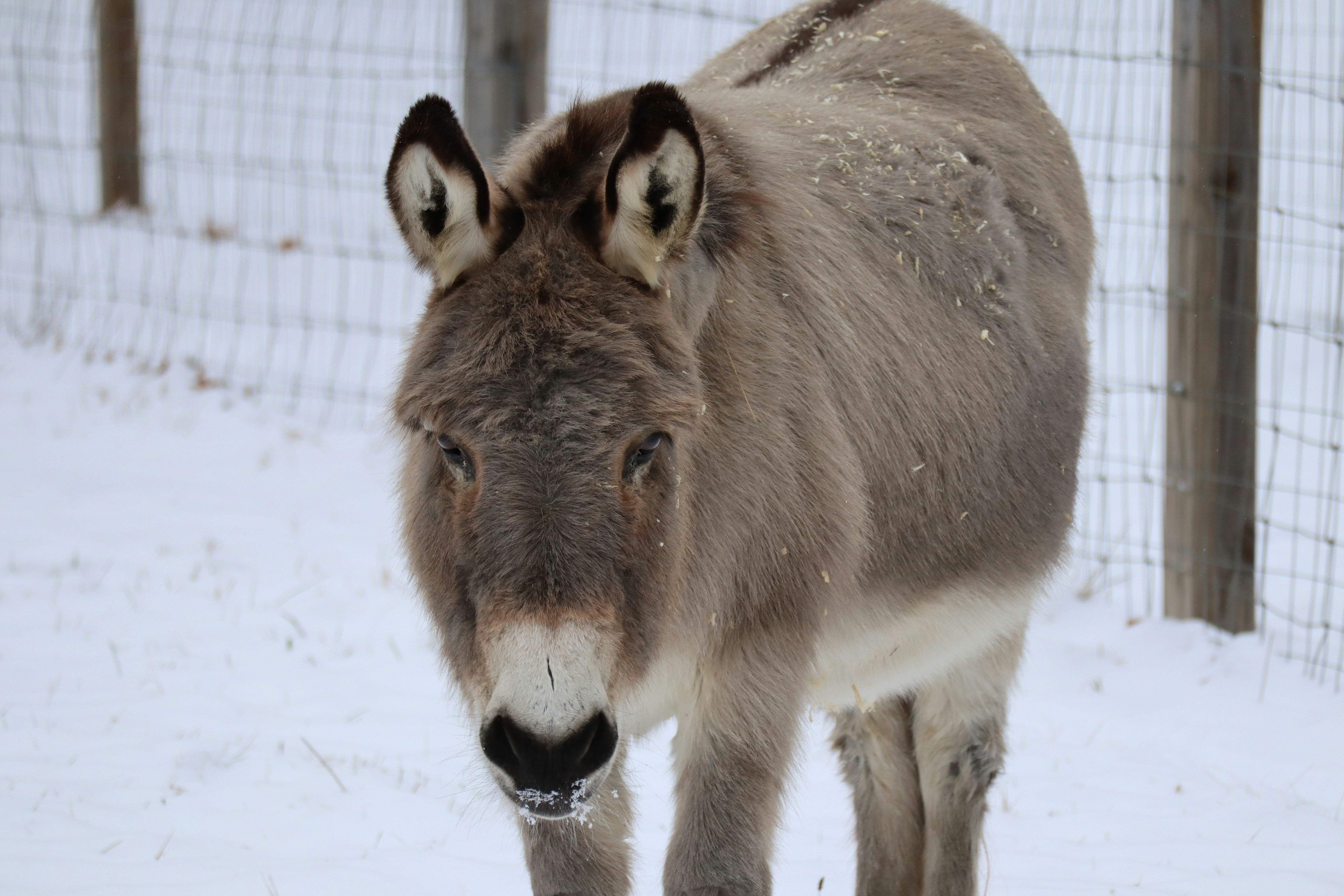 Winter's Quiet Gaze: A Donkey Pausing by the Frosted Fence