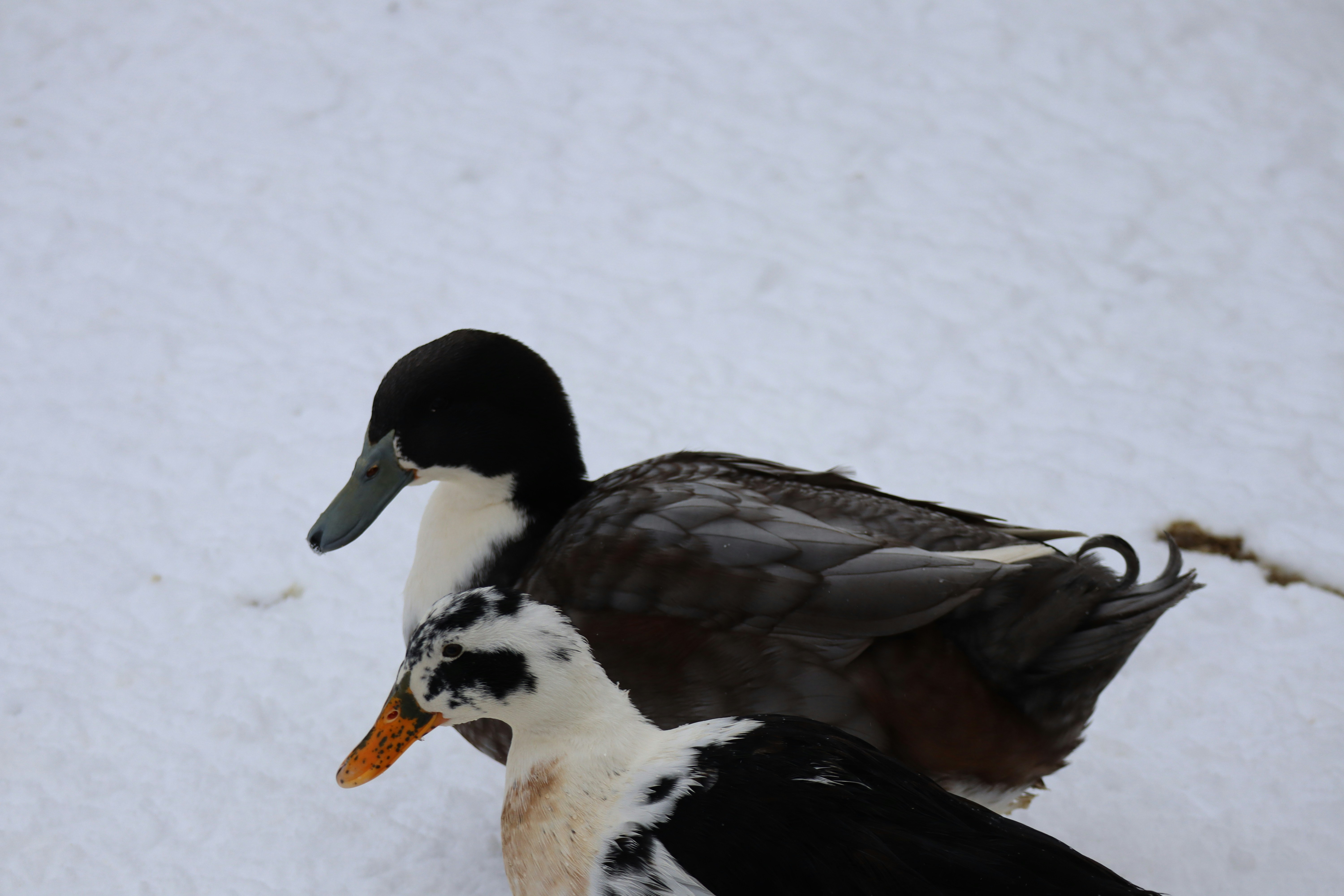 Two Mallards in Snow: Contrast of plumage and motion