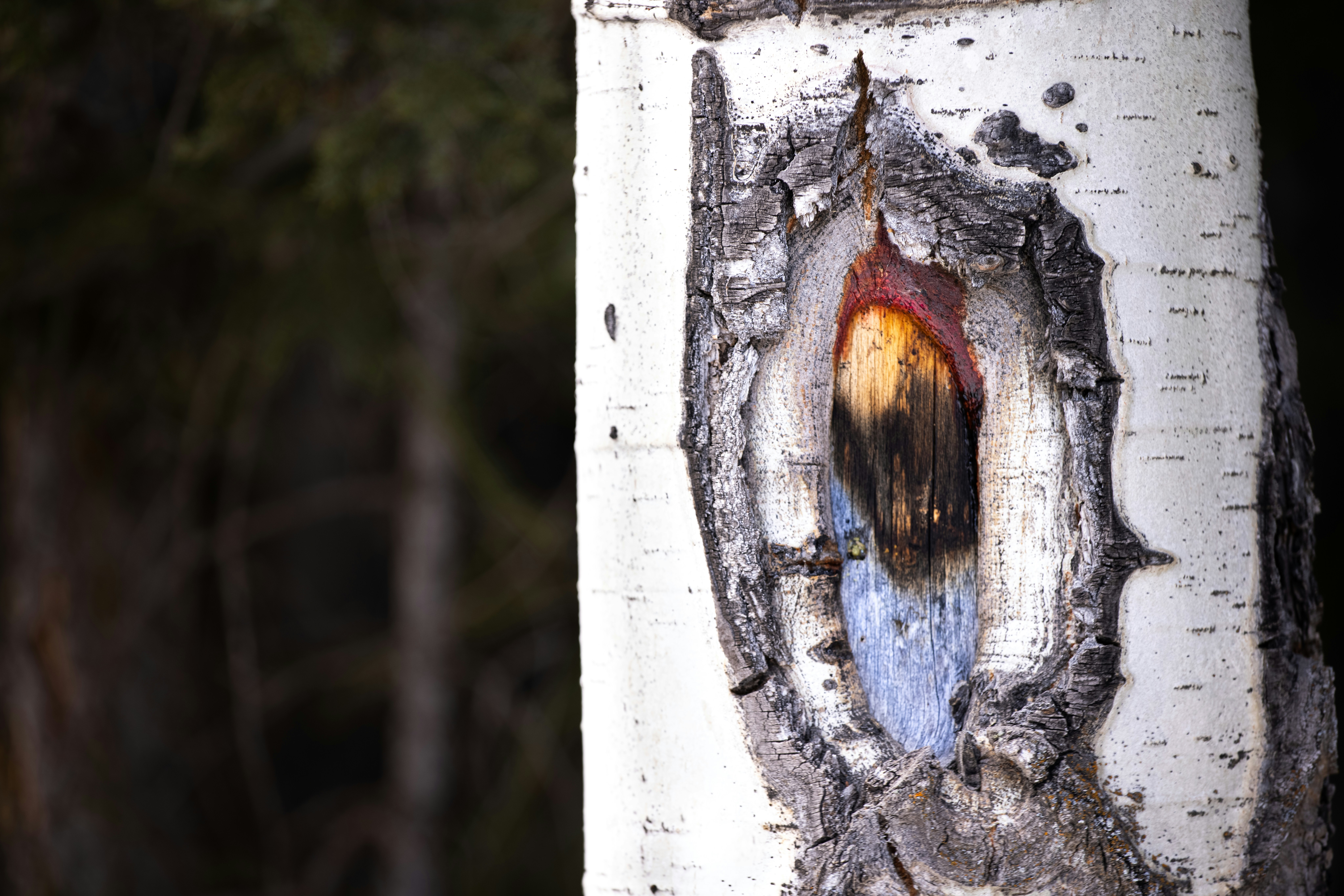 Birch Heart Hollow: A Multicolored Cavity in White Bark