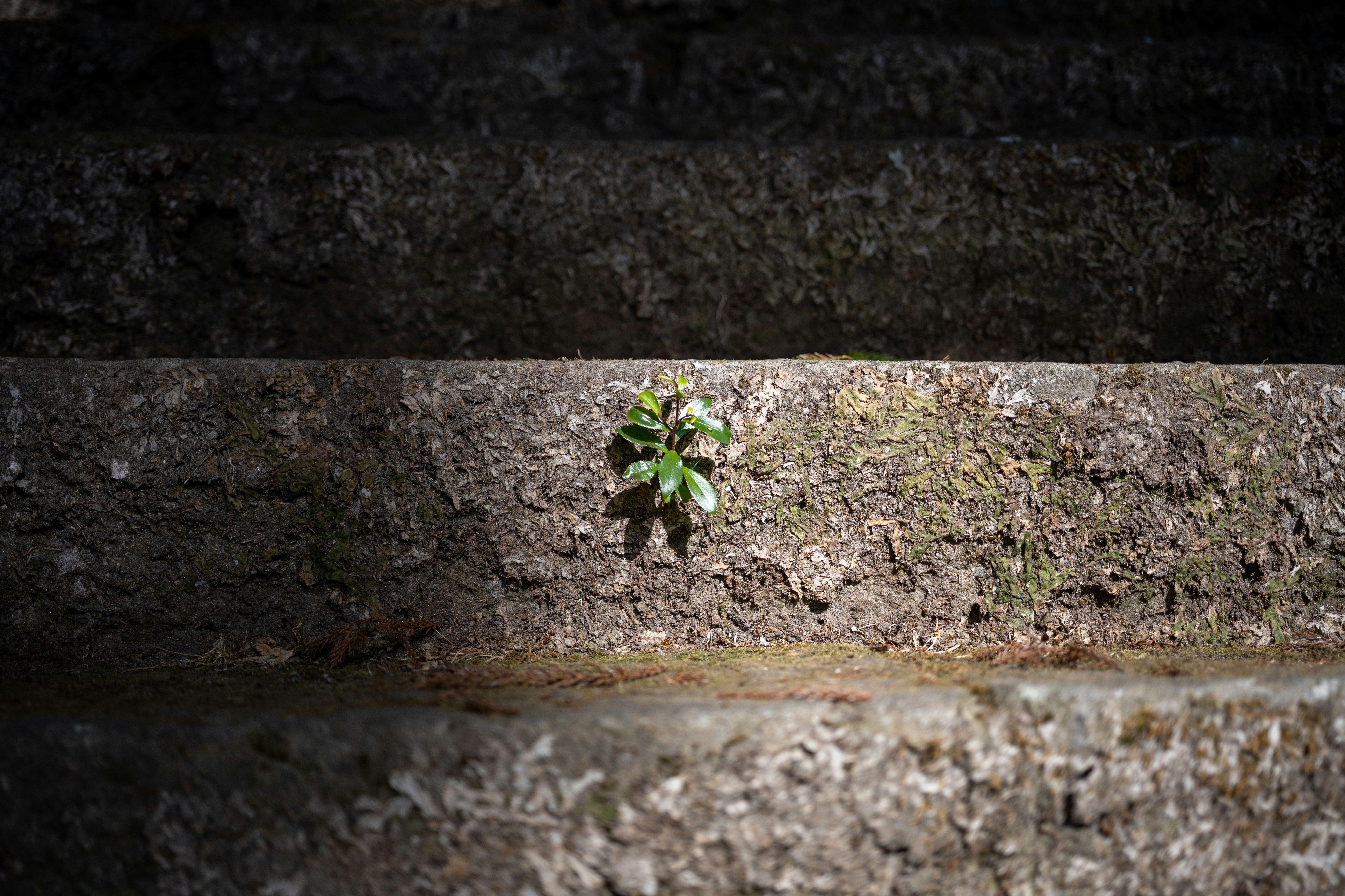 Une petite plante qui pousse à partir d’une fissure dans un mur de ...