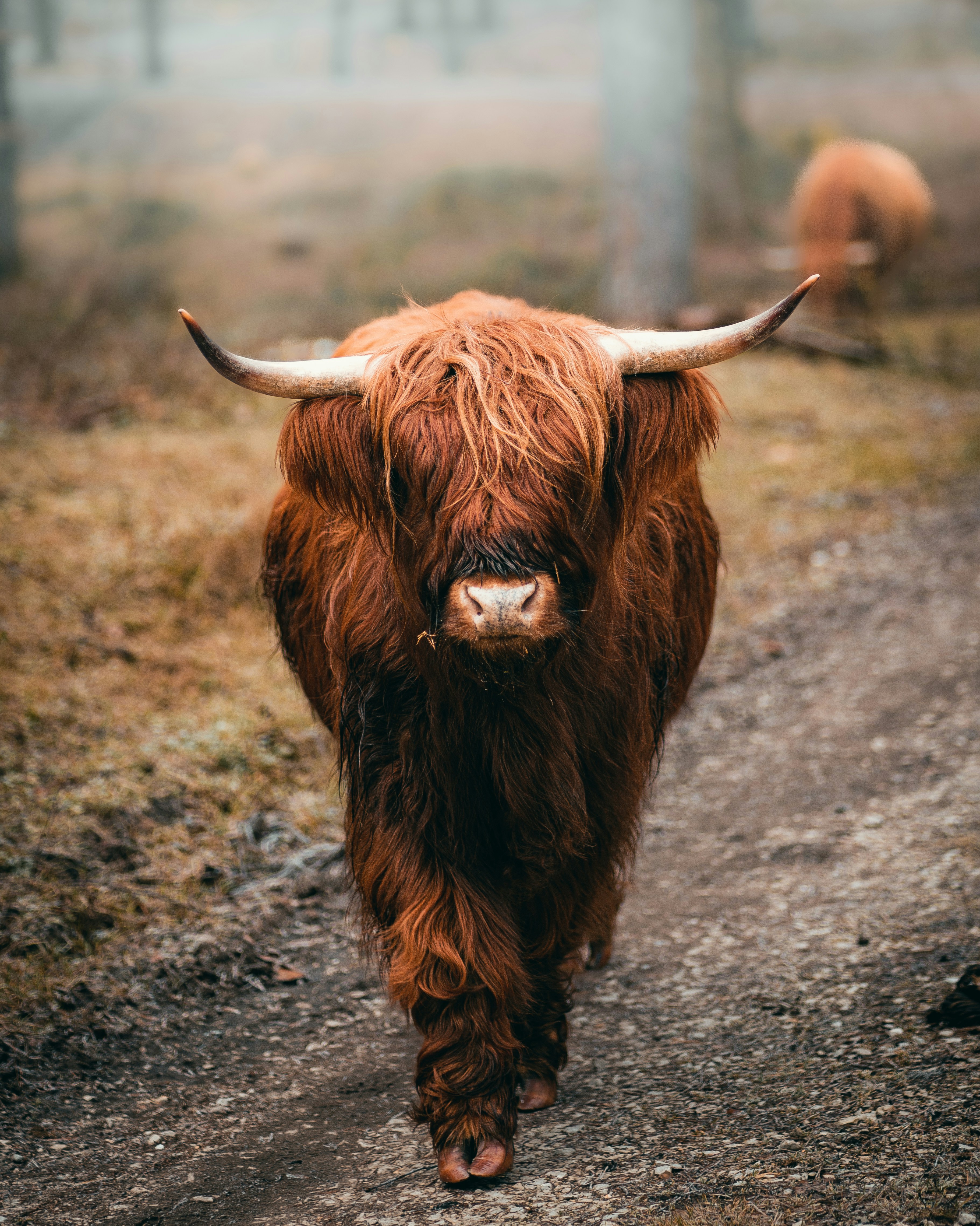 A large brown bull walking down a dirt road photo – Free Teutoburger ...