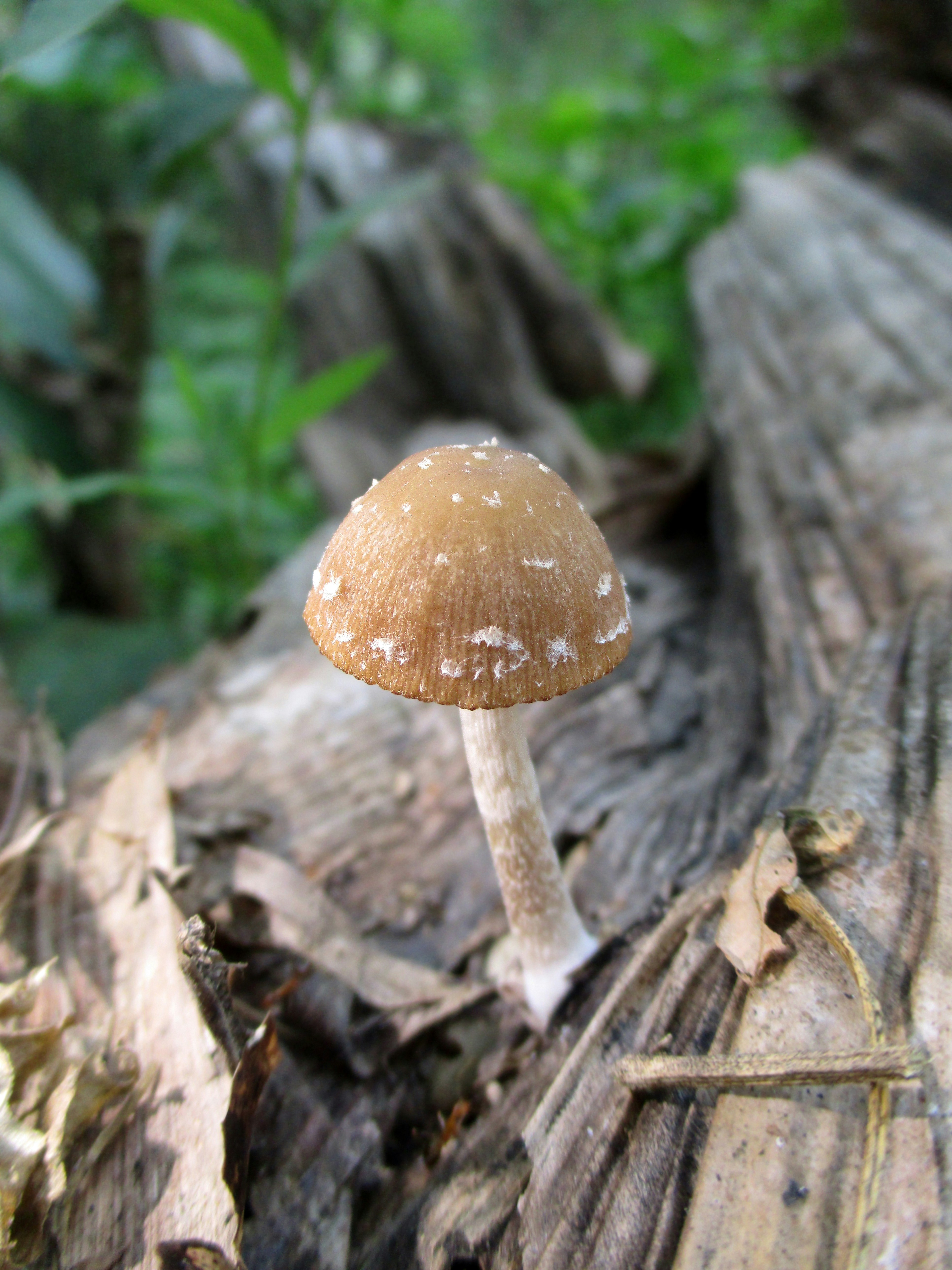 Macro photograph of a brown amber-capped mushroom emerging from a decayed log, set against a soft green forest backdrop.