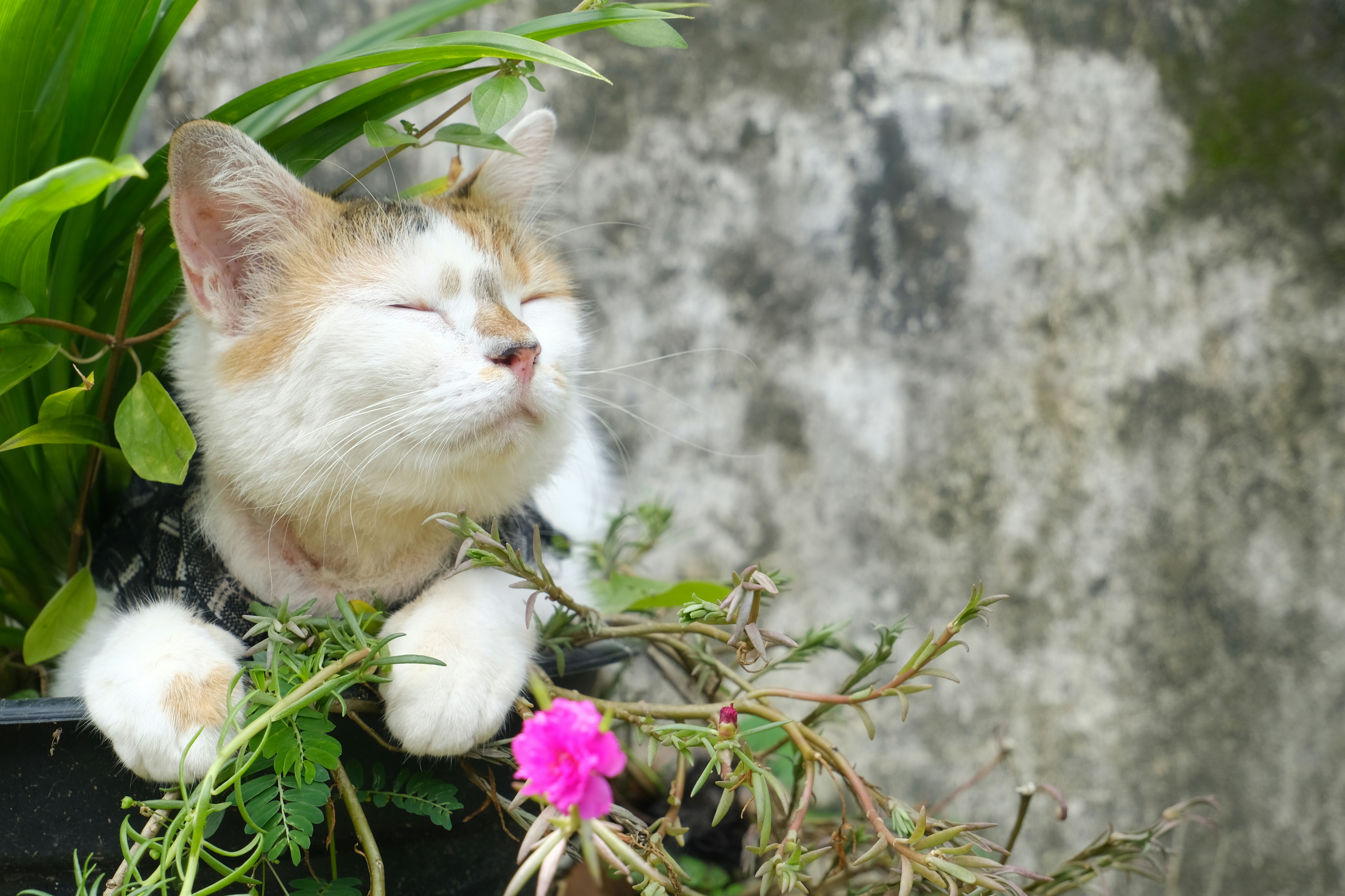 A relaxed cat nestled among vibrant plants and flowers, basking in the warmth of sunlight.